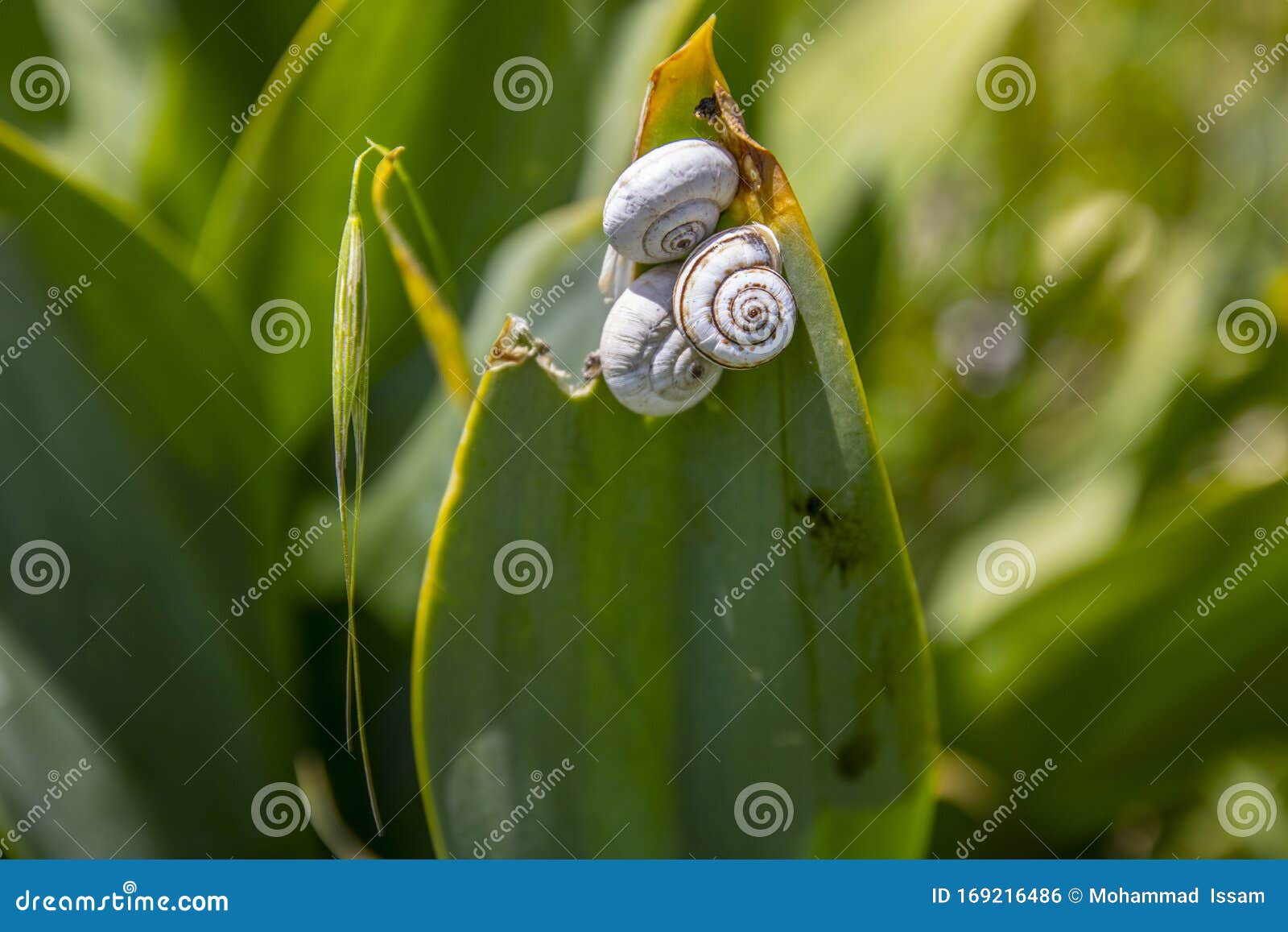 Snails in forest stock photo. Image of light, garden - 169216486