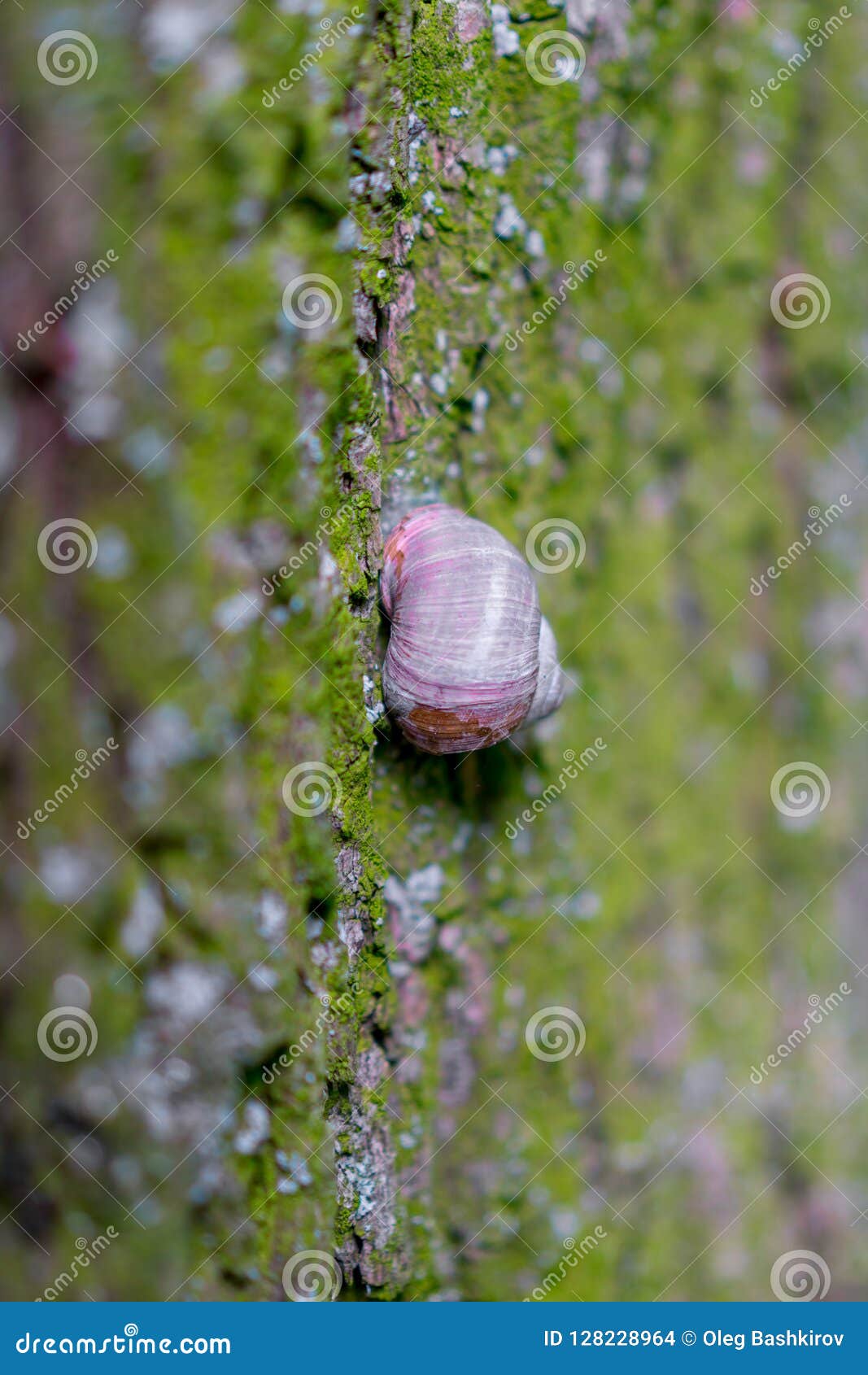 Group of Snails Climbing Up on a Tree. Stock Photo - Image of delicate ...