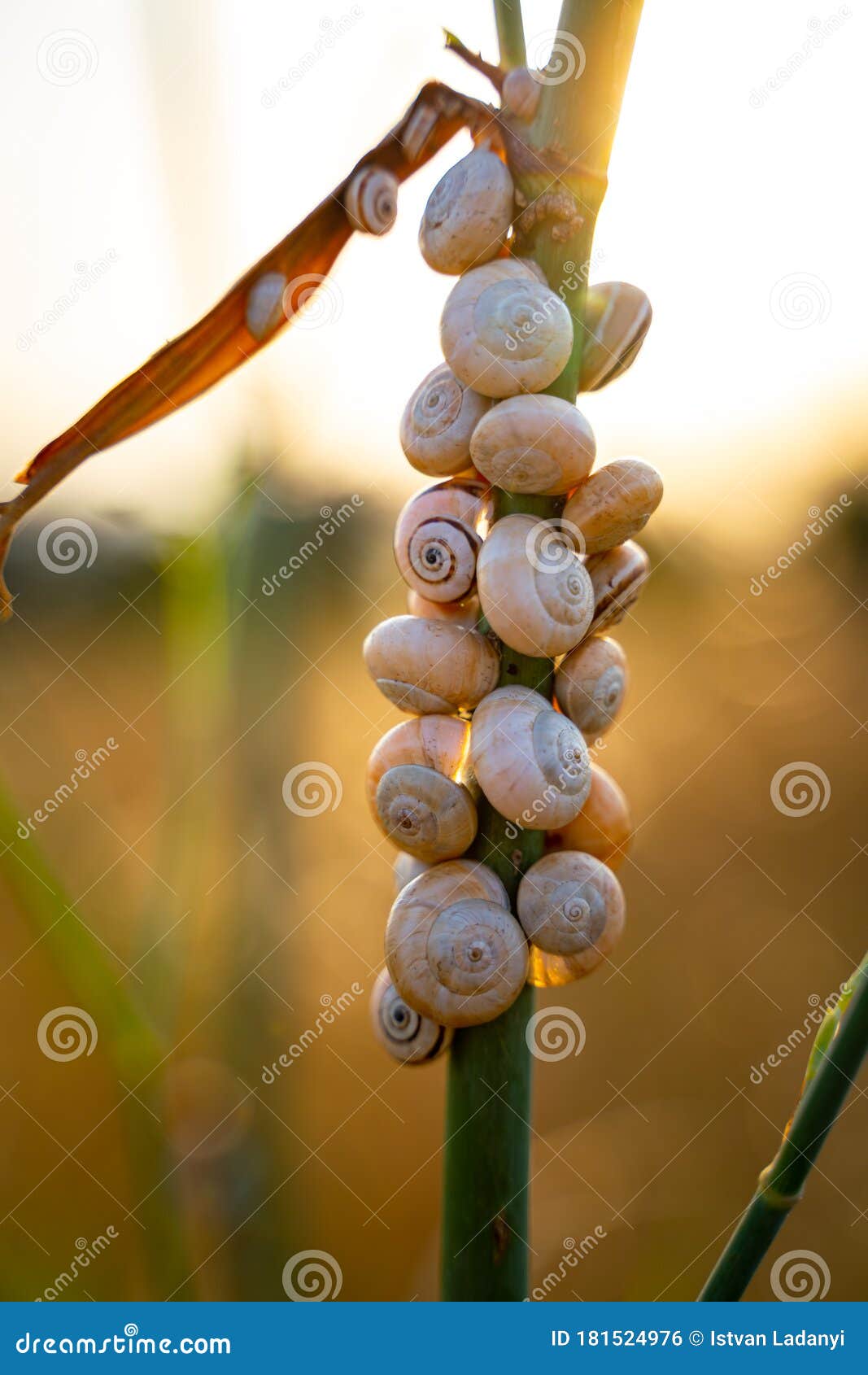 Group of snails stock photo. Image of nature, outdoors - 181524976