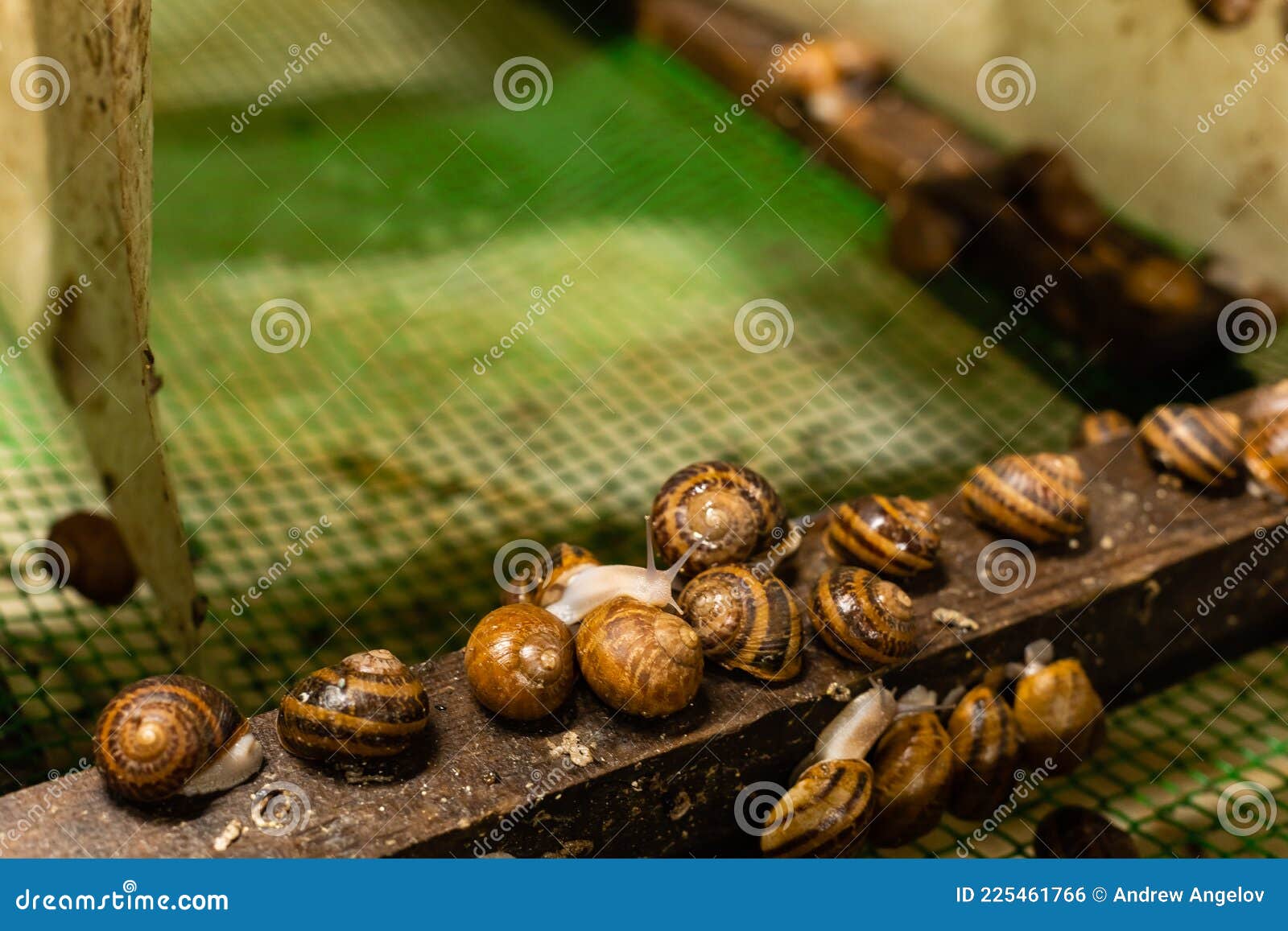 A Group of Snails. Snail Farm Stock Photo - Image of wildlife ...