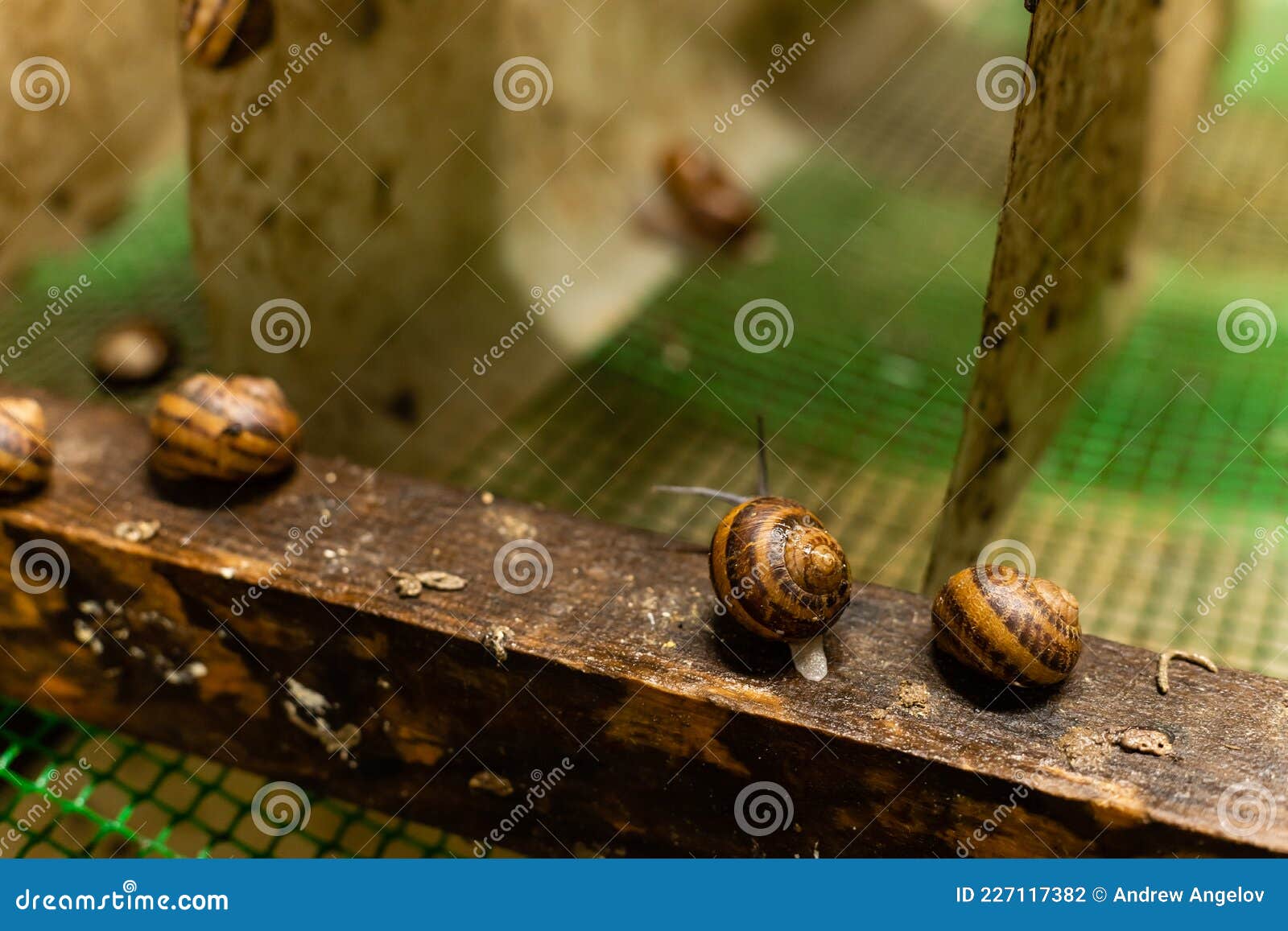 A Group of Snails. Snail Farm Stock Photo - Image of closeup, snail ...