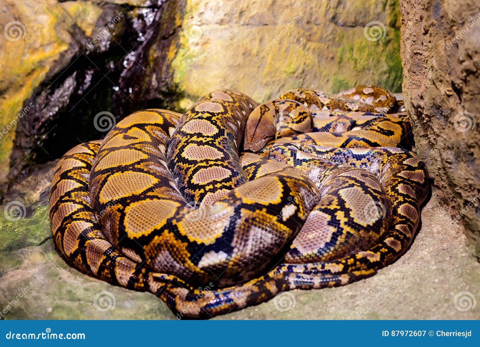 Group of snakes stock image. Image of serpent, black - 87972607