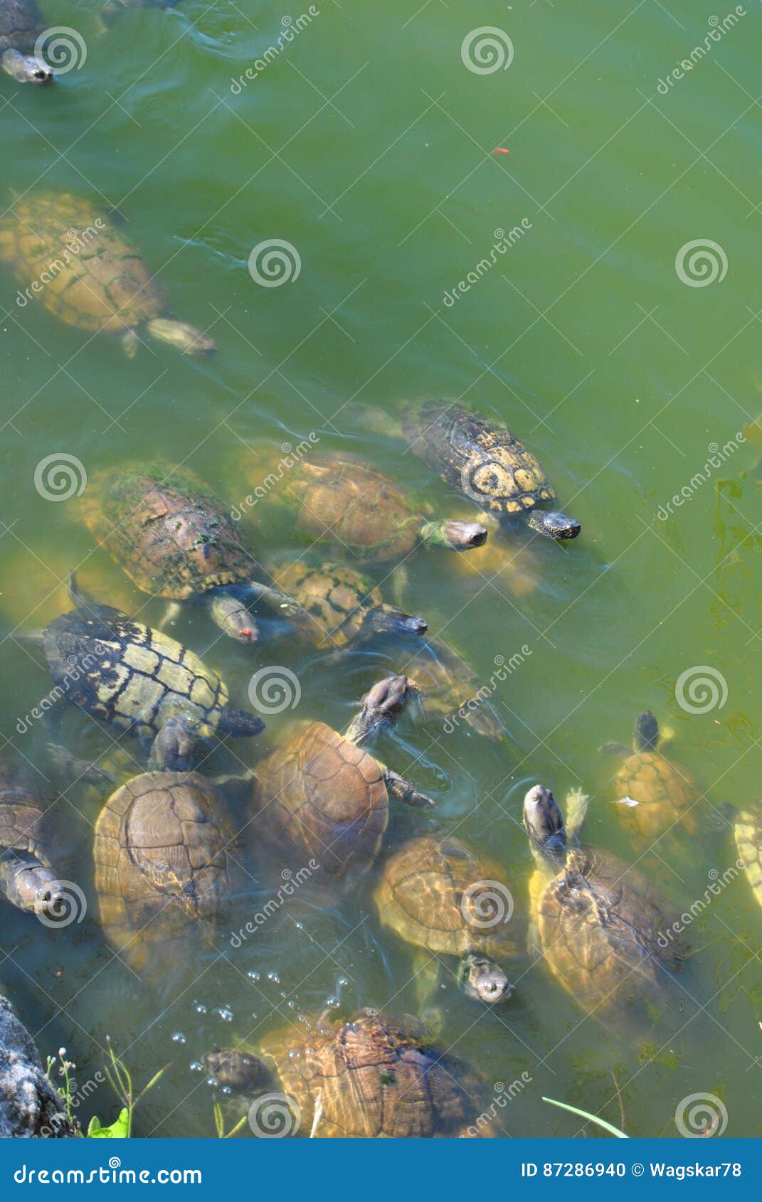 A Group of Snapping Turtles Stock Photo - Image of green, turtles: 87286940