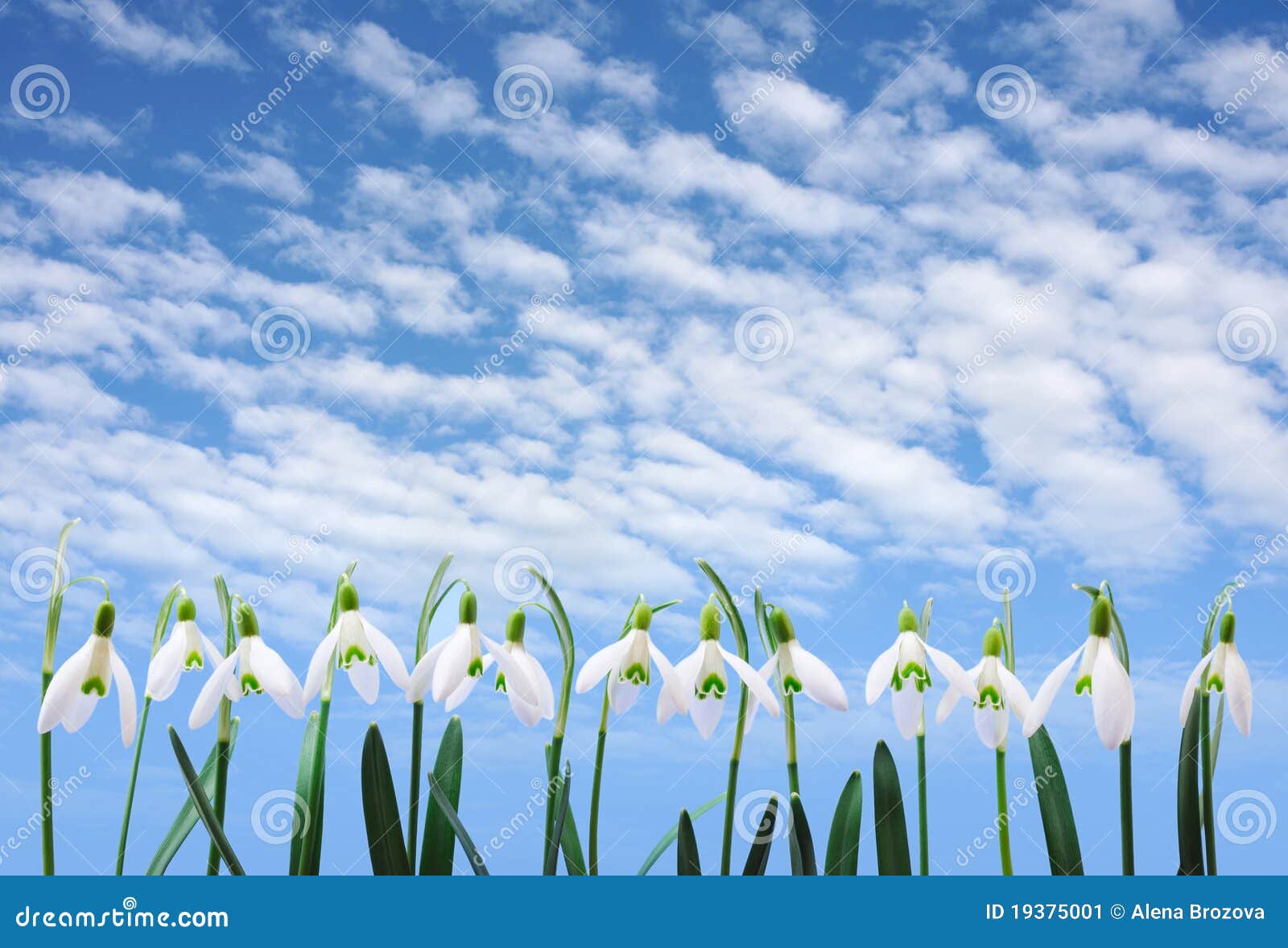 Group of Snowdrop Flowers Growing in Row Over Sky Stock Image - Image ...