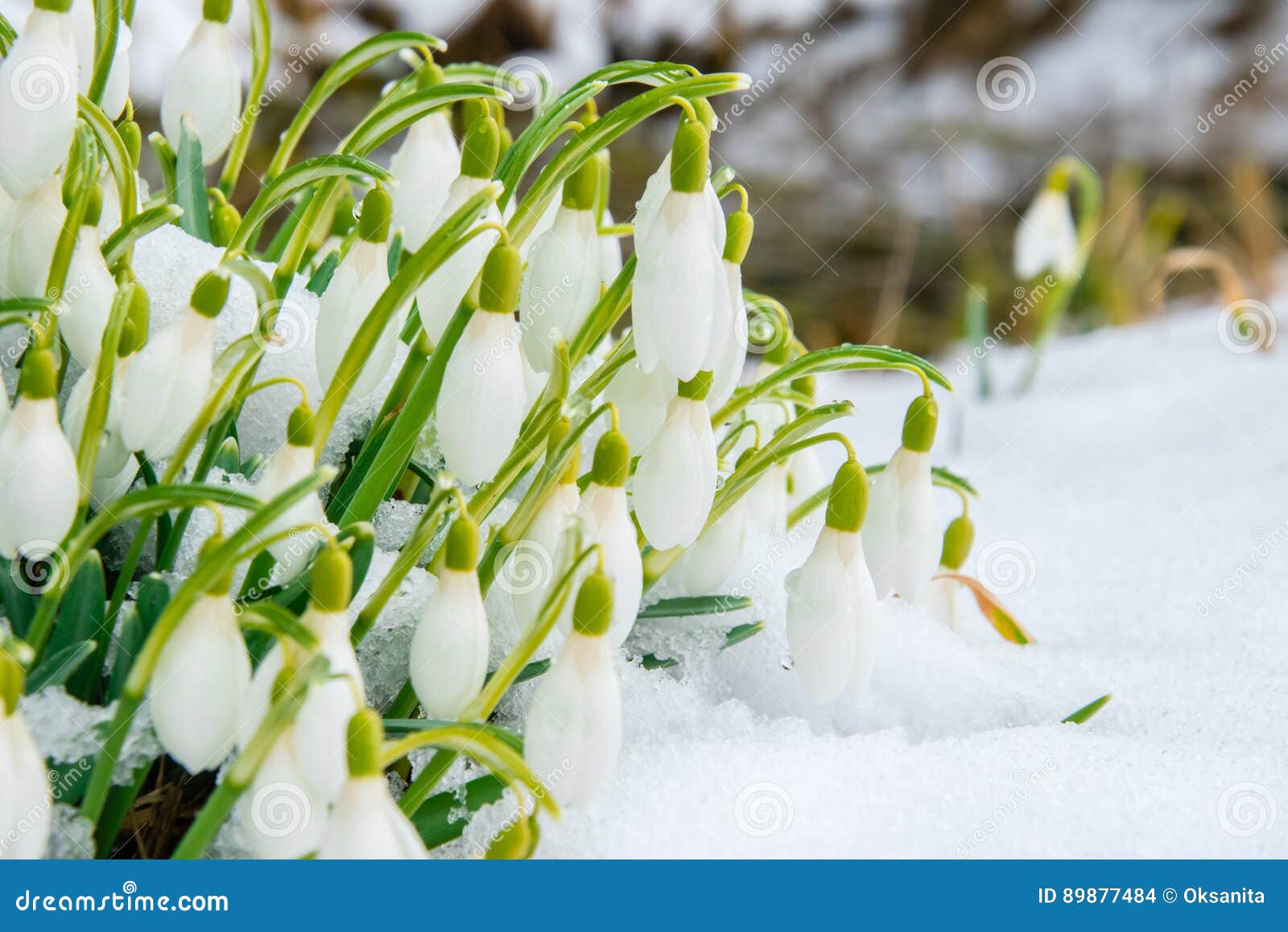 Group of snowdrop flowers stock photo. Image of natural - 89877484