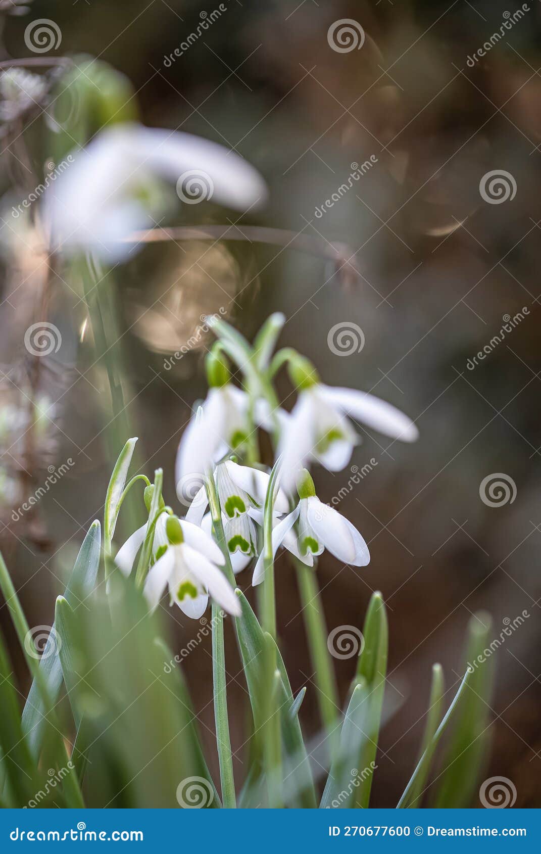 A Group of Snowdrops (Galanthus) in Full Bloom Stock Photo - Image of ...