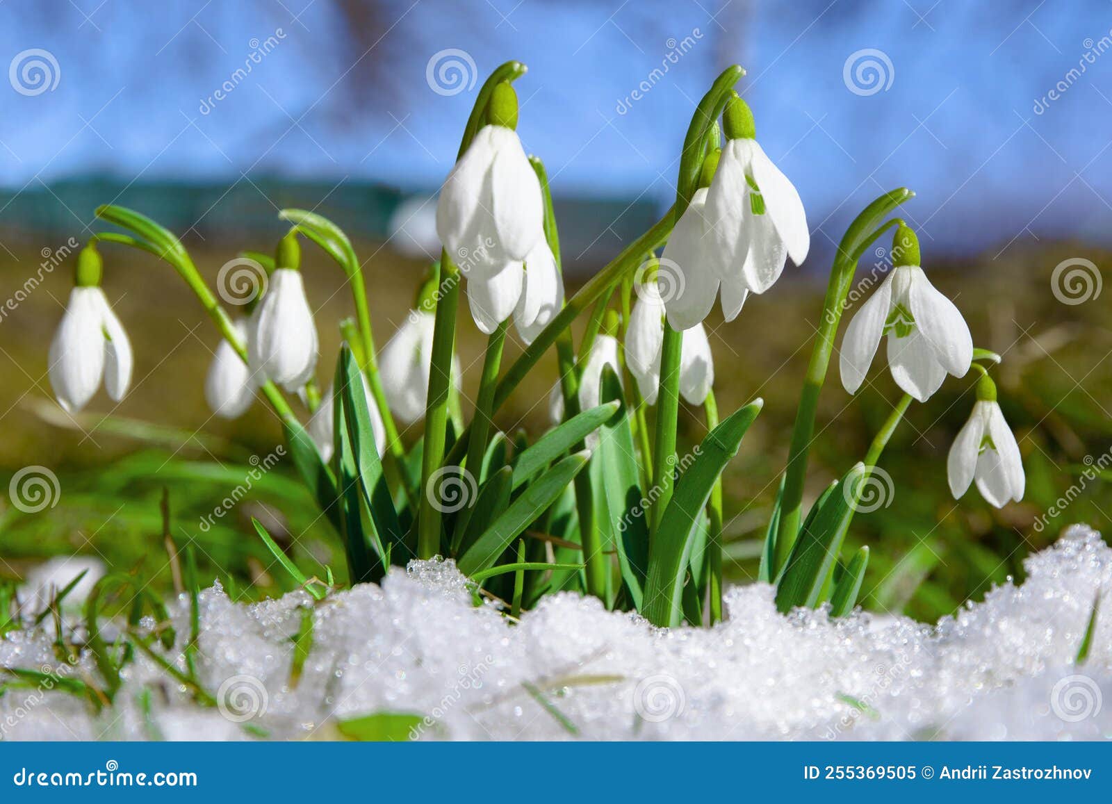 Group of Snowdrops in the Snow, Spring Flowers Stock Image - Image of ...