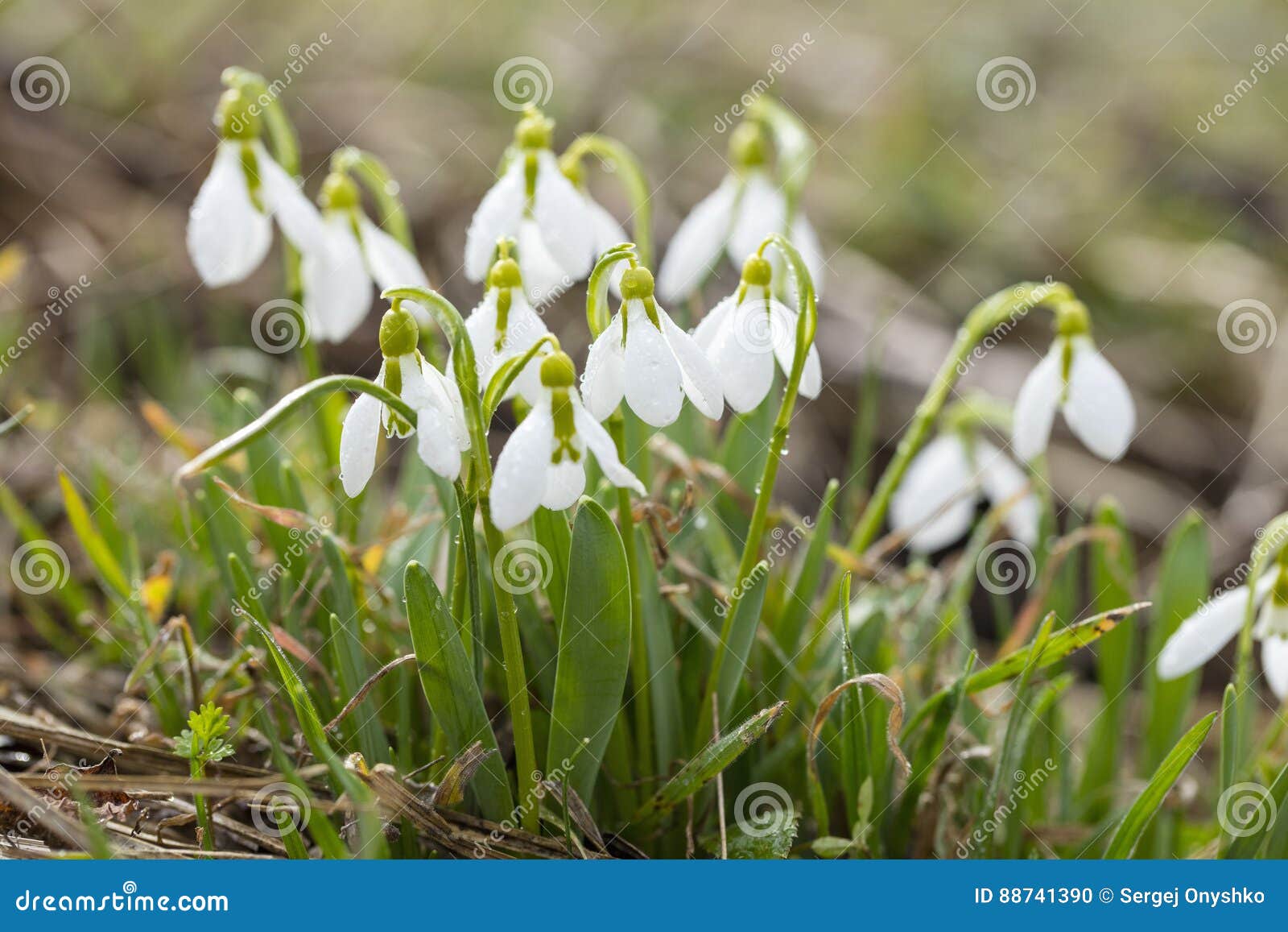 Group of Snowdrops in Summer Day Stock Photo - Image of nature ...