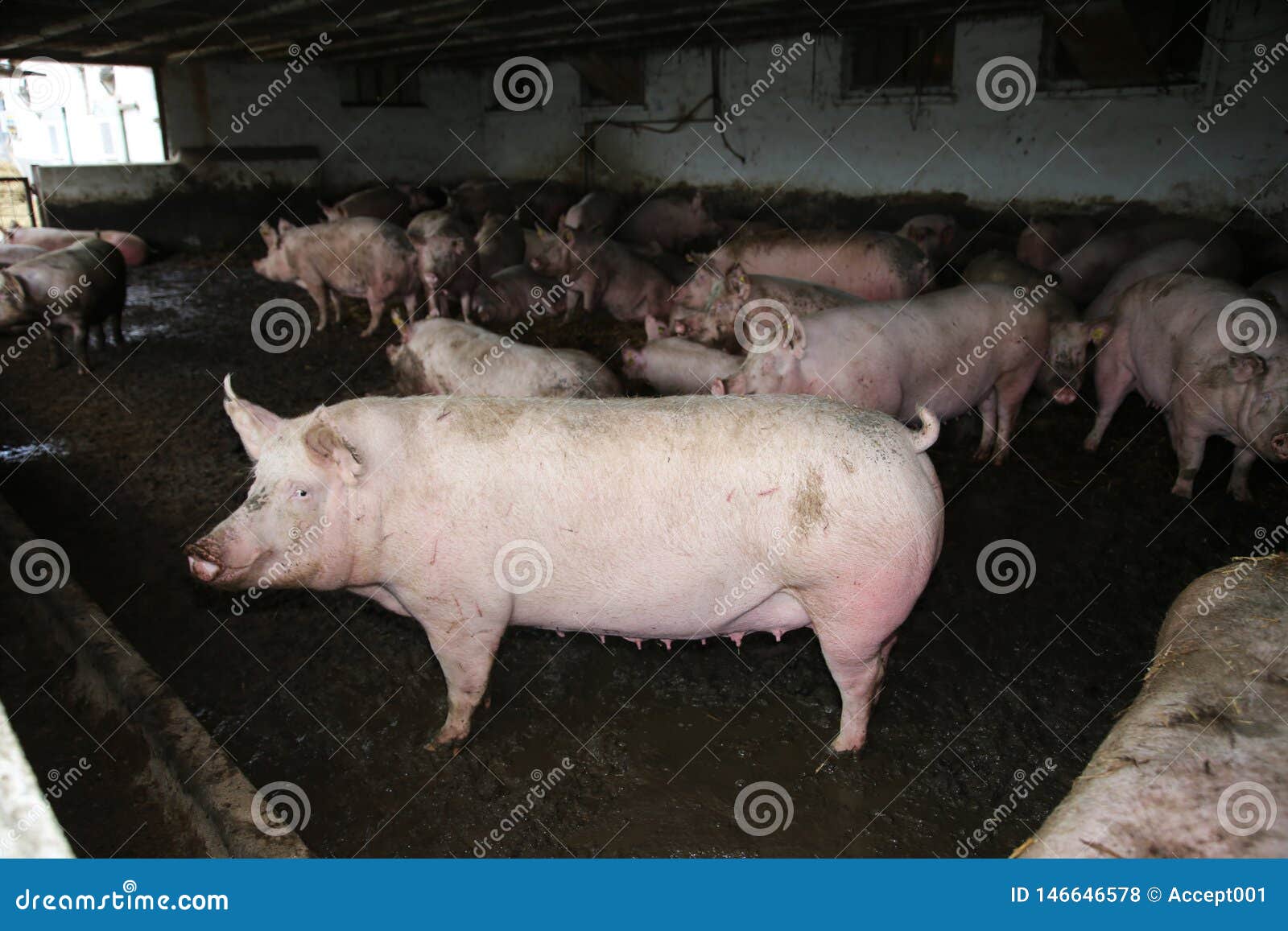 Group of sows in the barn stock photo. Image of black - 146646578