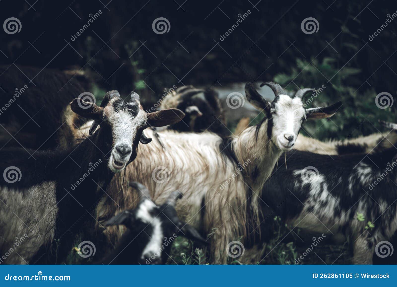 Group of Spanish Goats in a Field Stock Image - Image of countryside ...