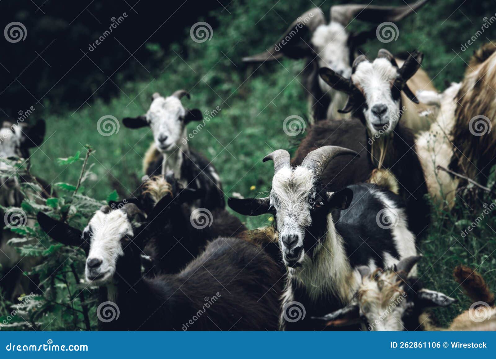 Group of Spanish Goats in a Field Stock Photo - Image of animal ...