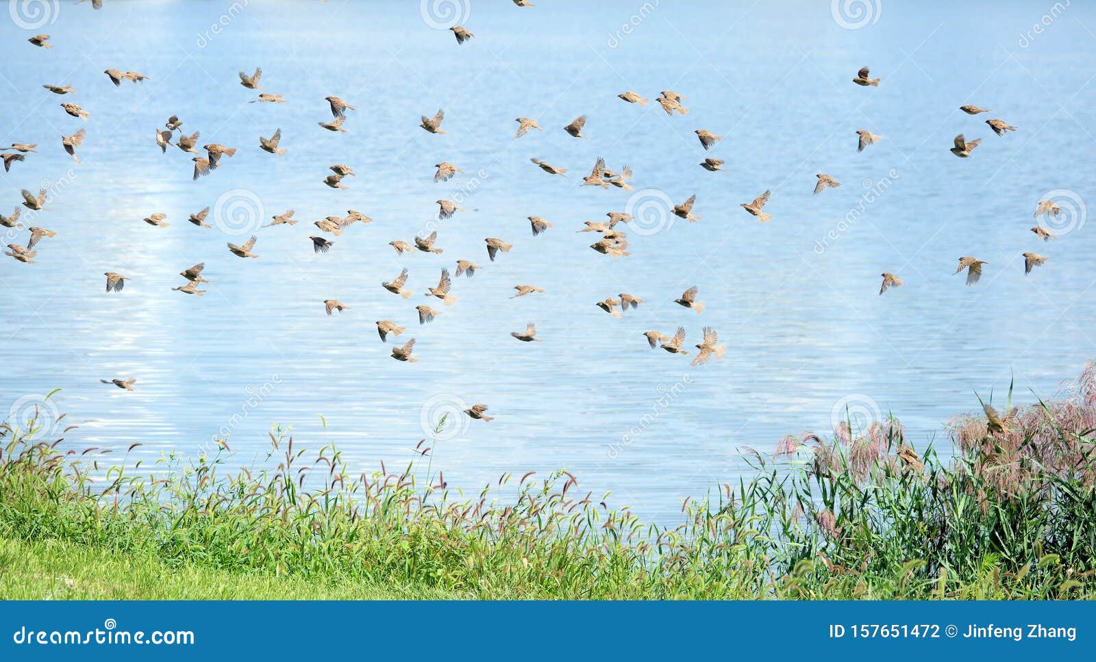 Flying sparrows stock photo. Image of natural, montanus - 157651472