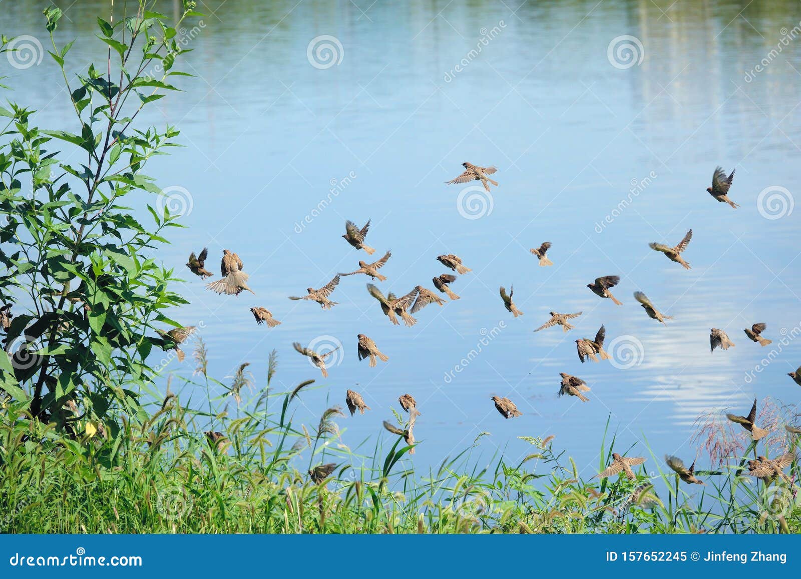 Flying sparrows stock image. Image of sparrows, nature - 157652245