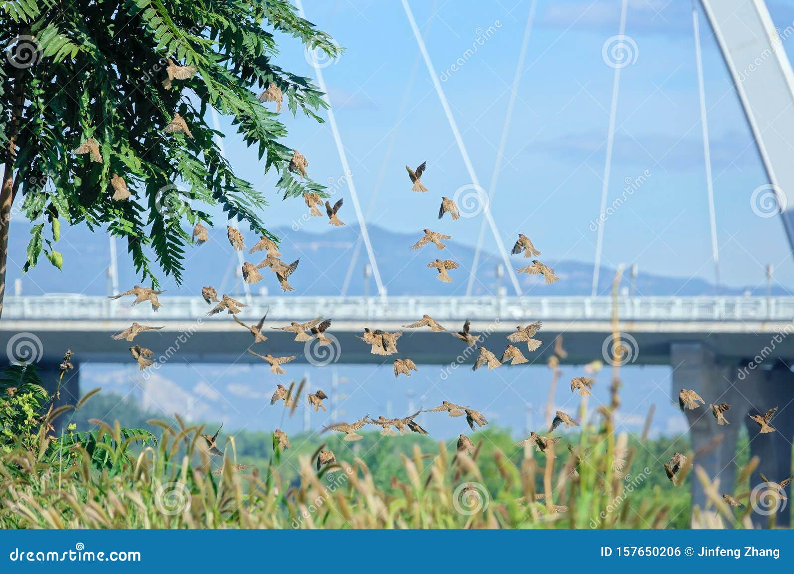 Flying sparrows stock photo. Image of montanus, passer - 157650206
