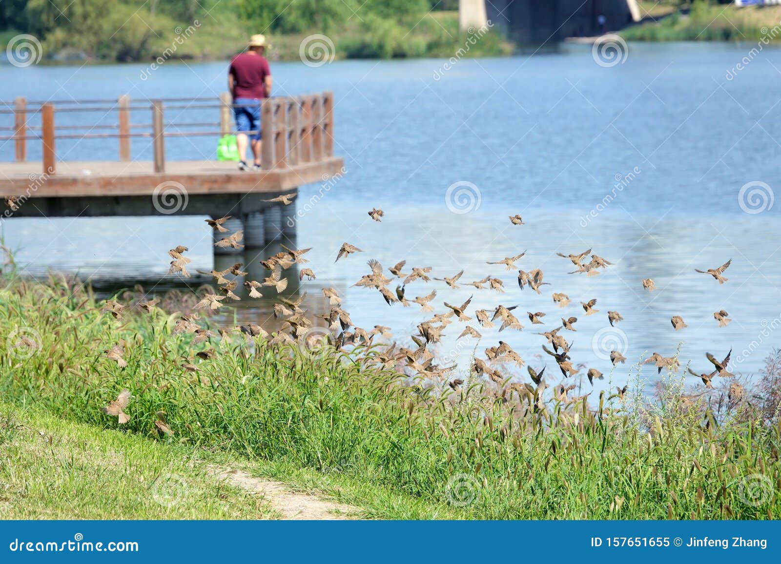 Flying sparrows stock image. Image of life, nature, wildlife - 157651655
