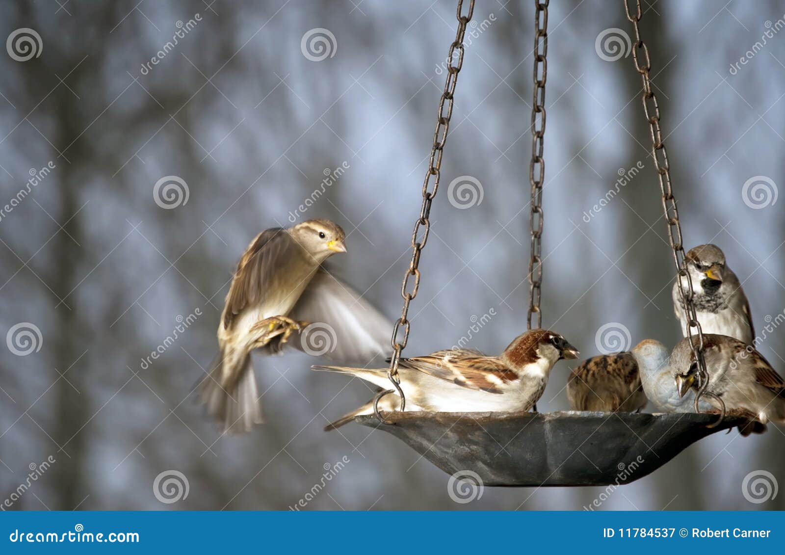 Group of Sparrows at the Bird Feeder Stock Image - Image of survive ...