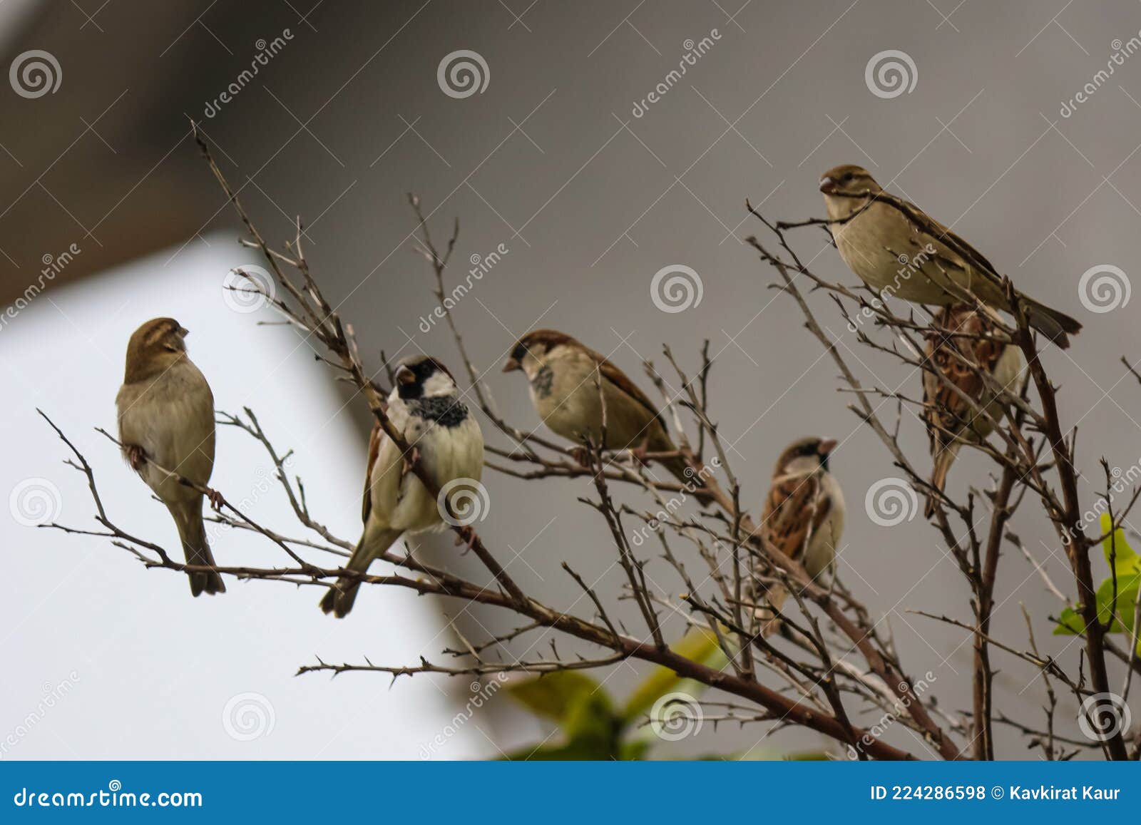 A Group of Sparrows on a Branch in the Forest Stock Photo - Image of ...