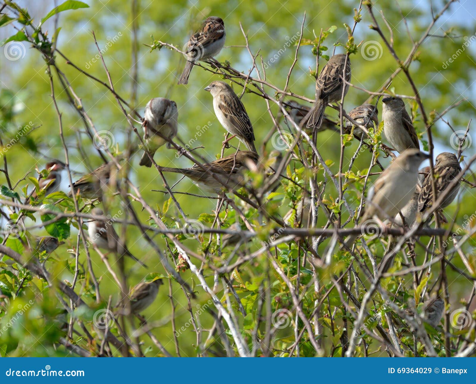 Group of Sparrows on Branches Stock Image - Image of beak, group: 69364029