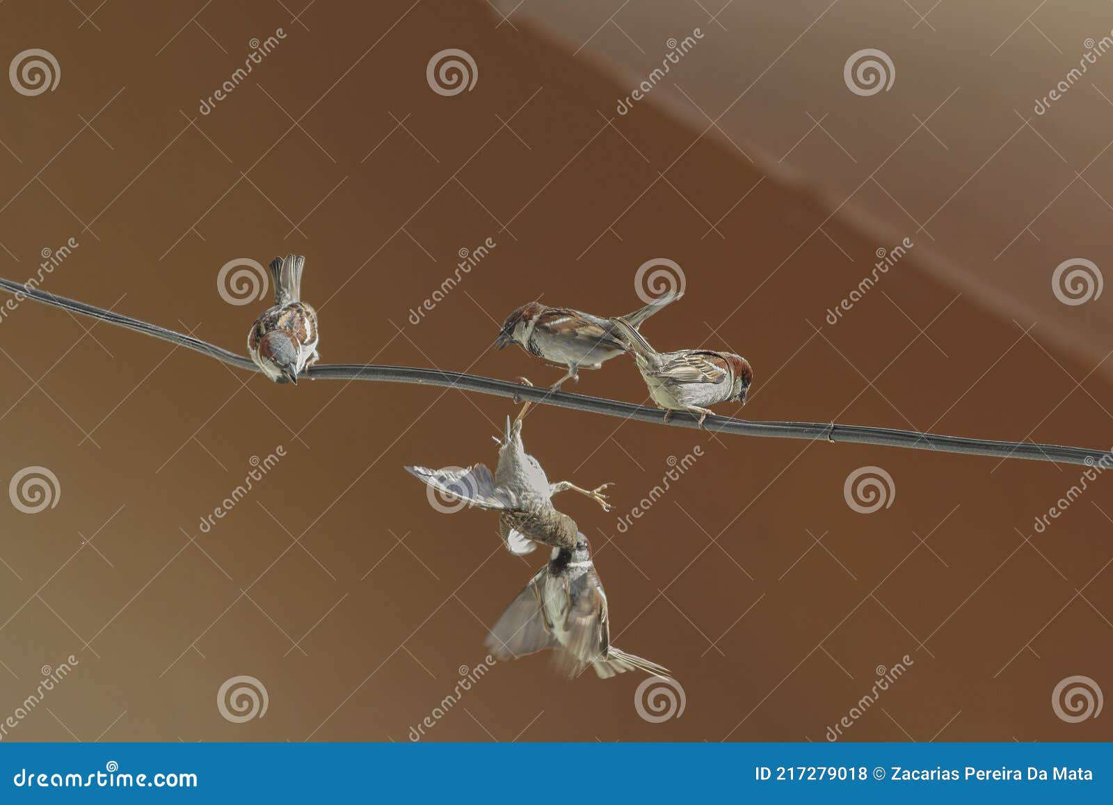 Group of sparrows fighting stock photo. Image of ornithology - 217279018