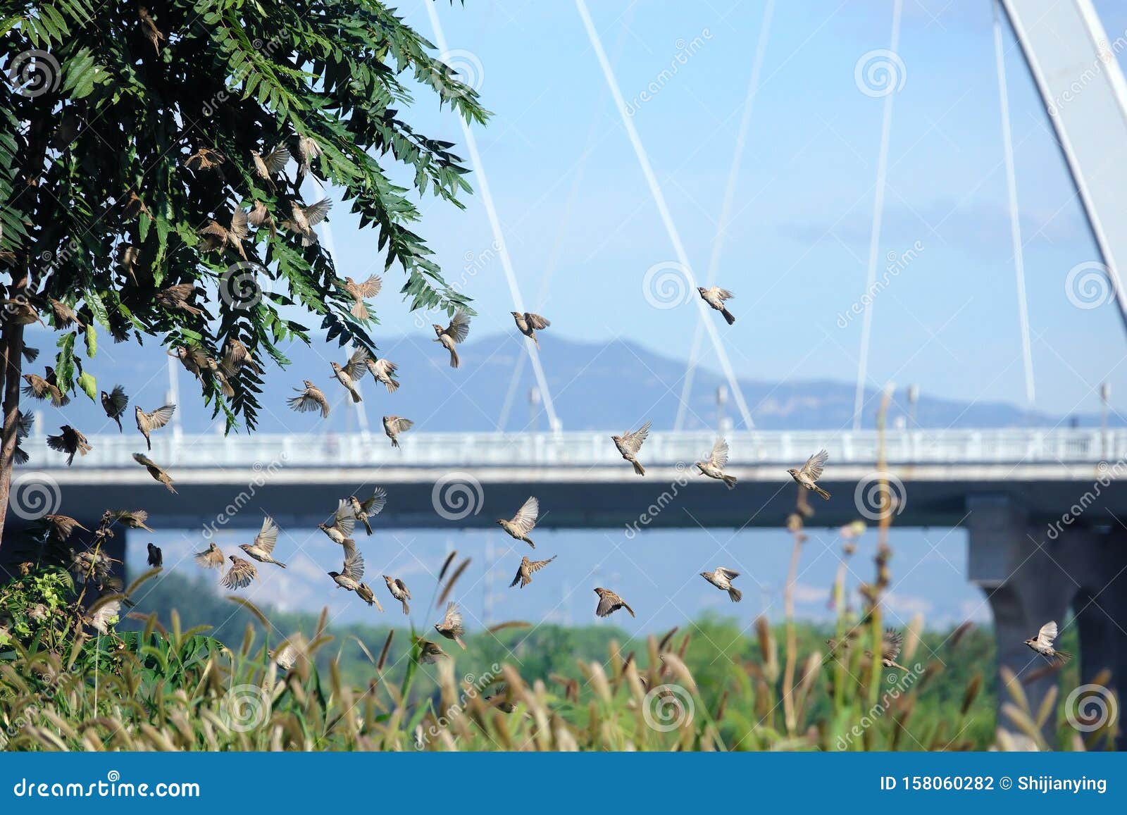 Flying sparrows stock photo. Image of animal, life, nature - 158060282