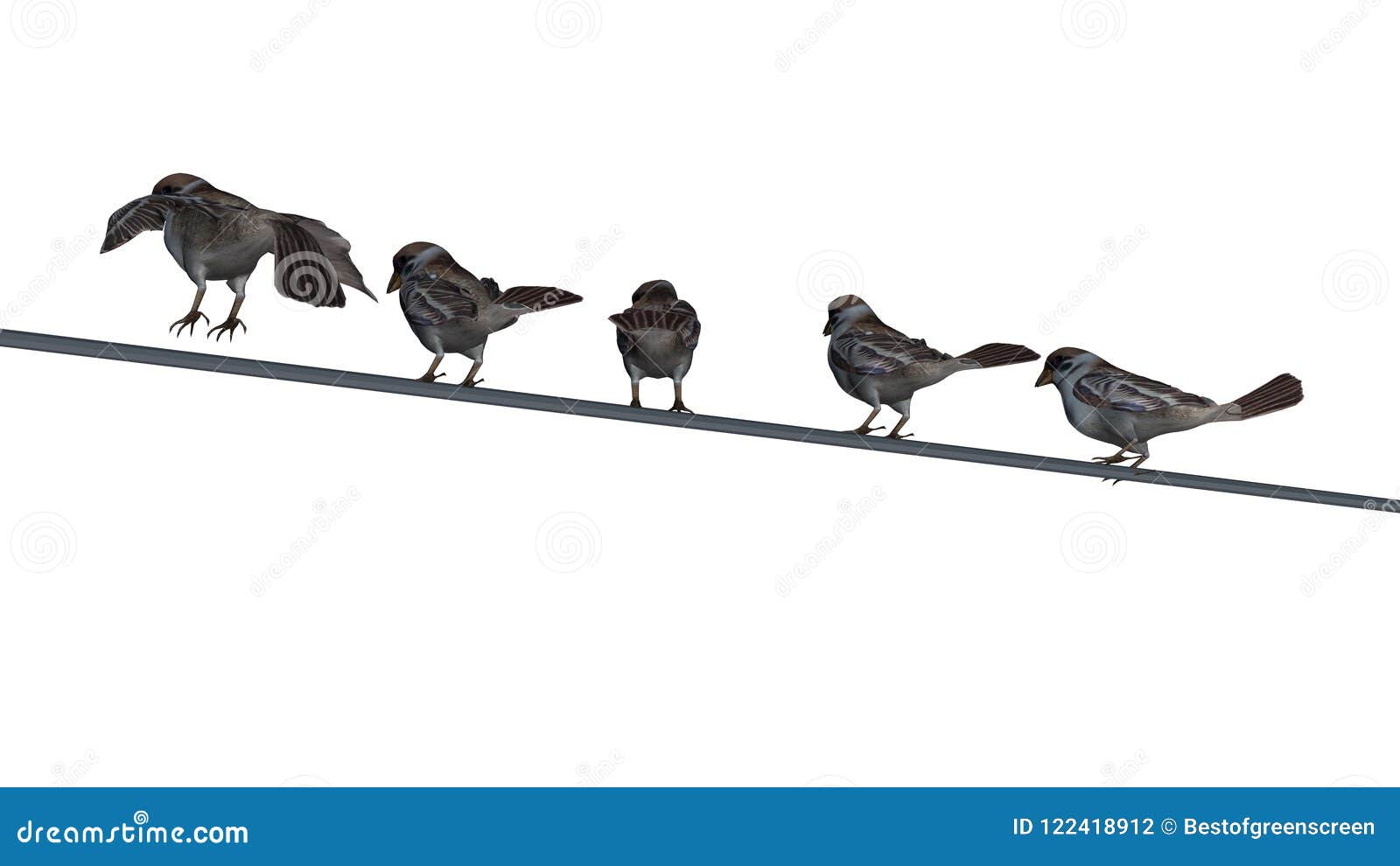 A group of sparrows stock photo. Image of white, cute - 122418912