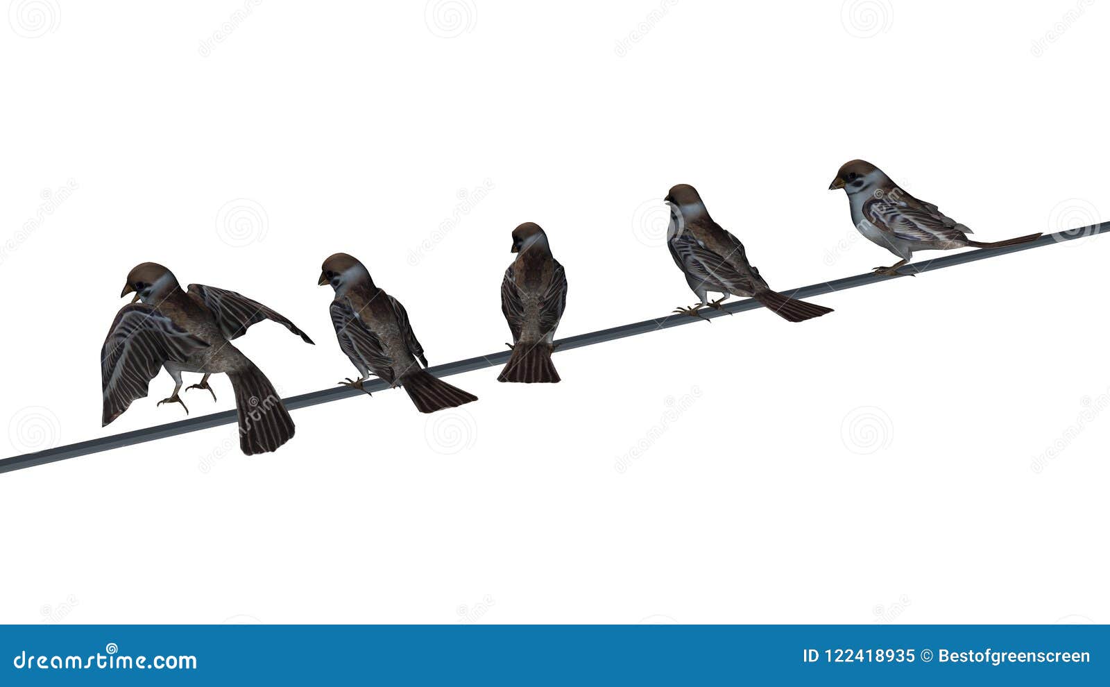 A group of sparrows stock image. Image of animal, sparrows - 122418935