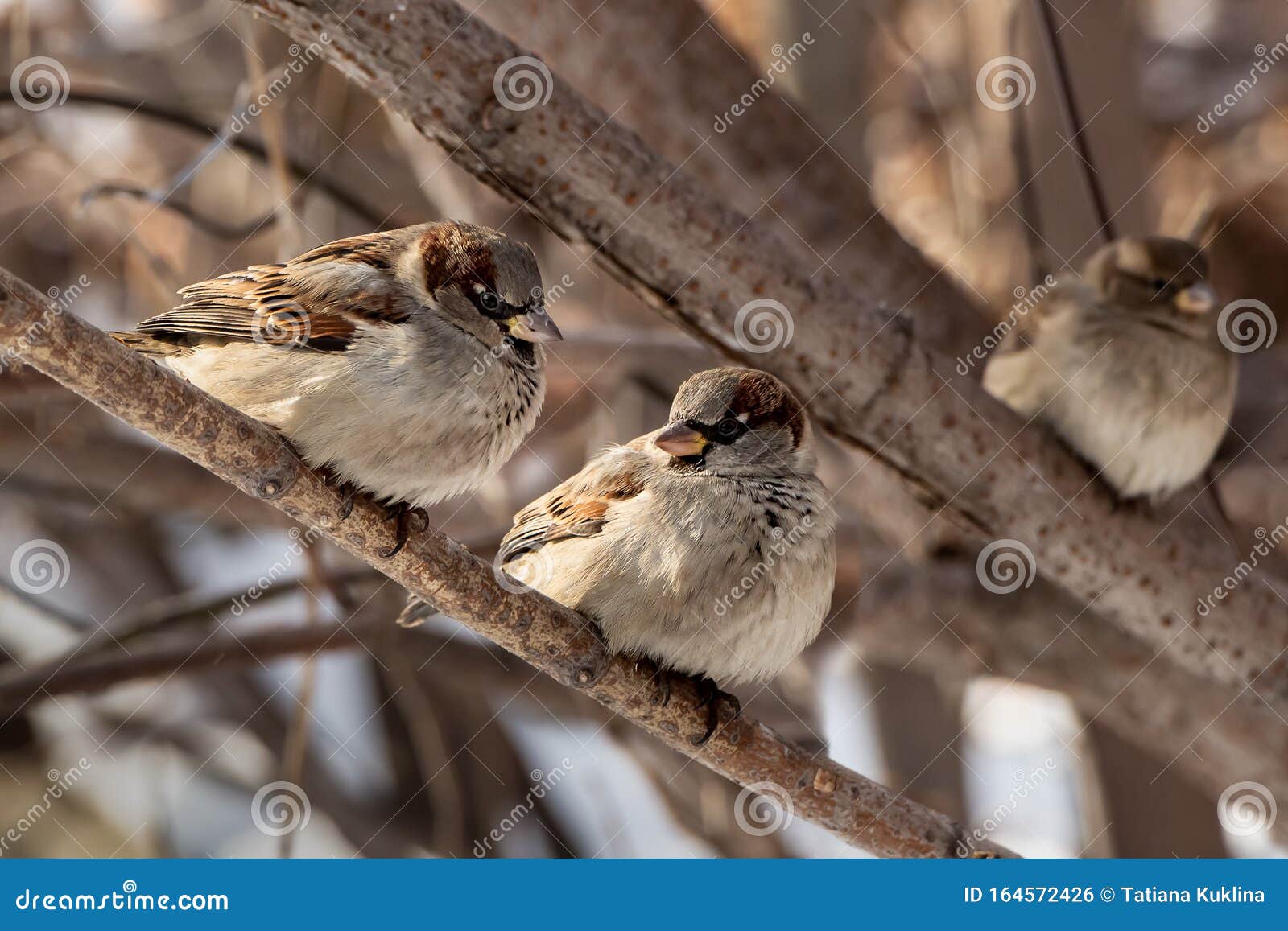 Group Of Sparrows Eating From Garden Feeder Royalty-Free Stock Photo ...