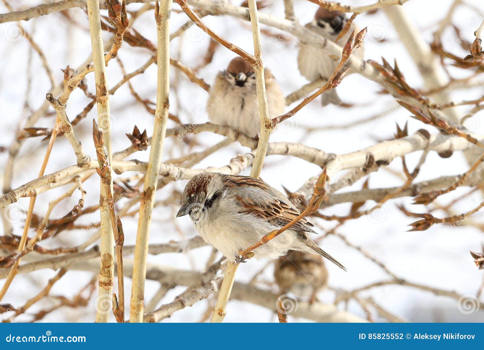 Group of Sparrows Sitting on a Branch of a Poplar Stock Photo - Image ...