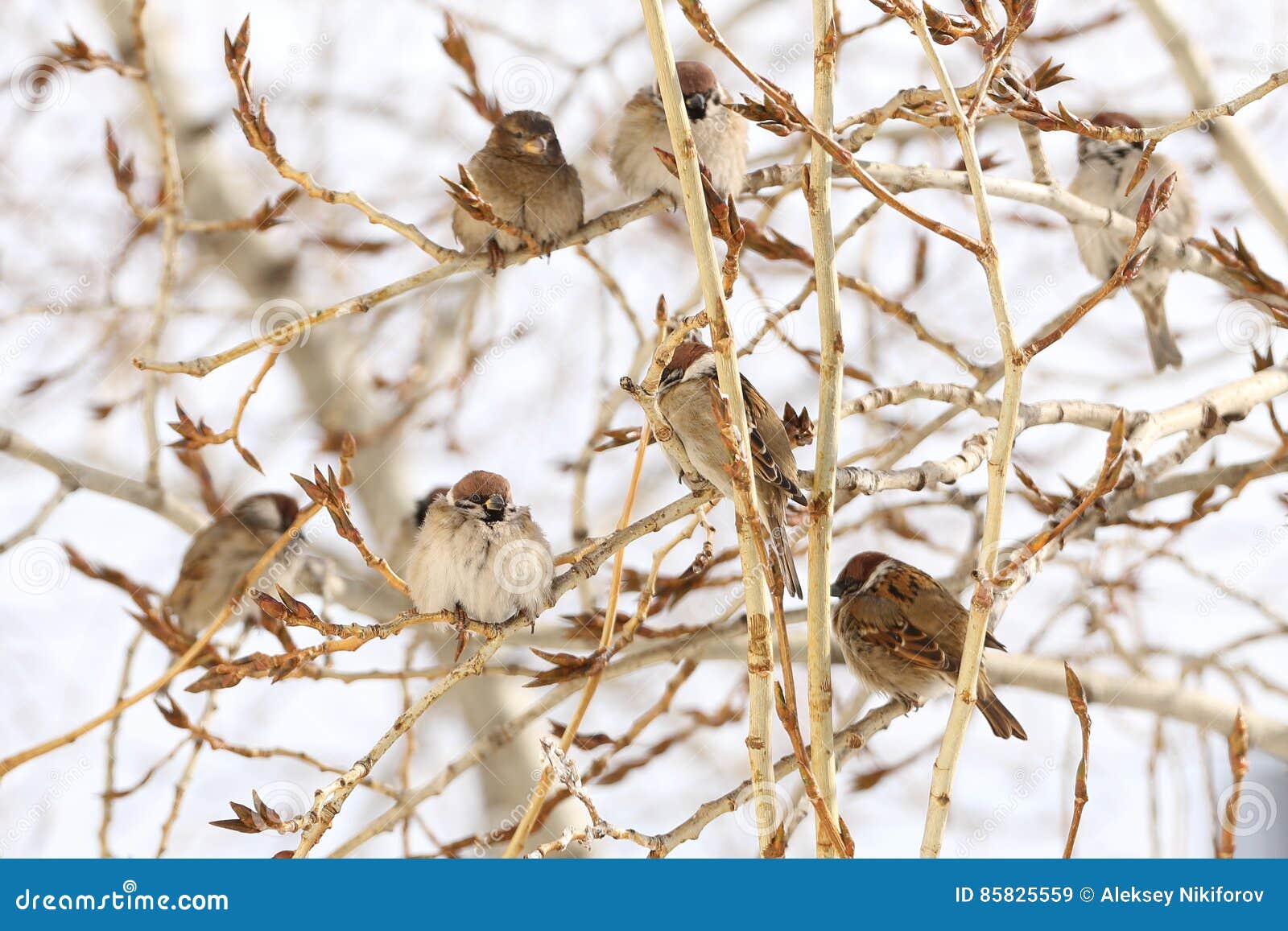 Group of Sparrows Sitting on a Branch of a Poplar Stock Image - Image ...
