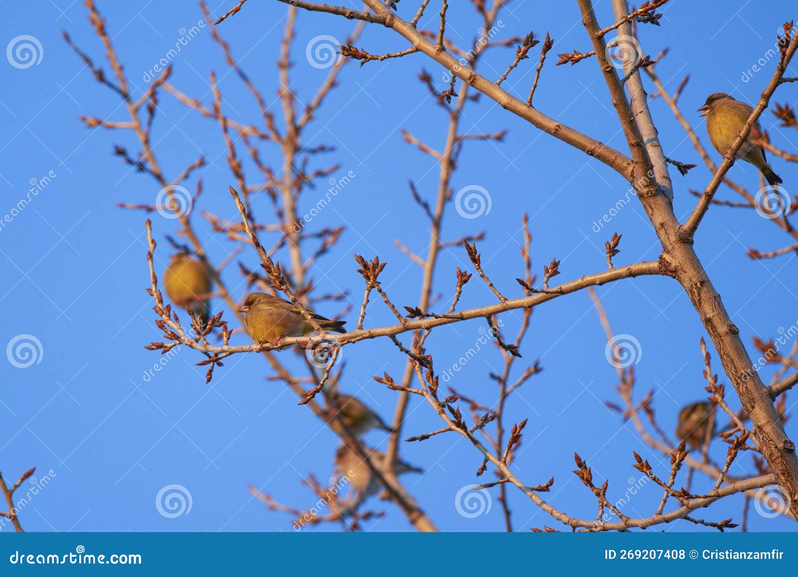 Group of Sparrows Sitting on the Branches Stock Photo - Image of flock ...