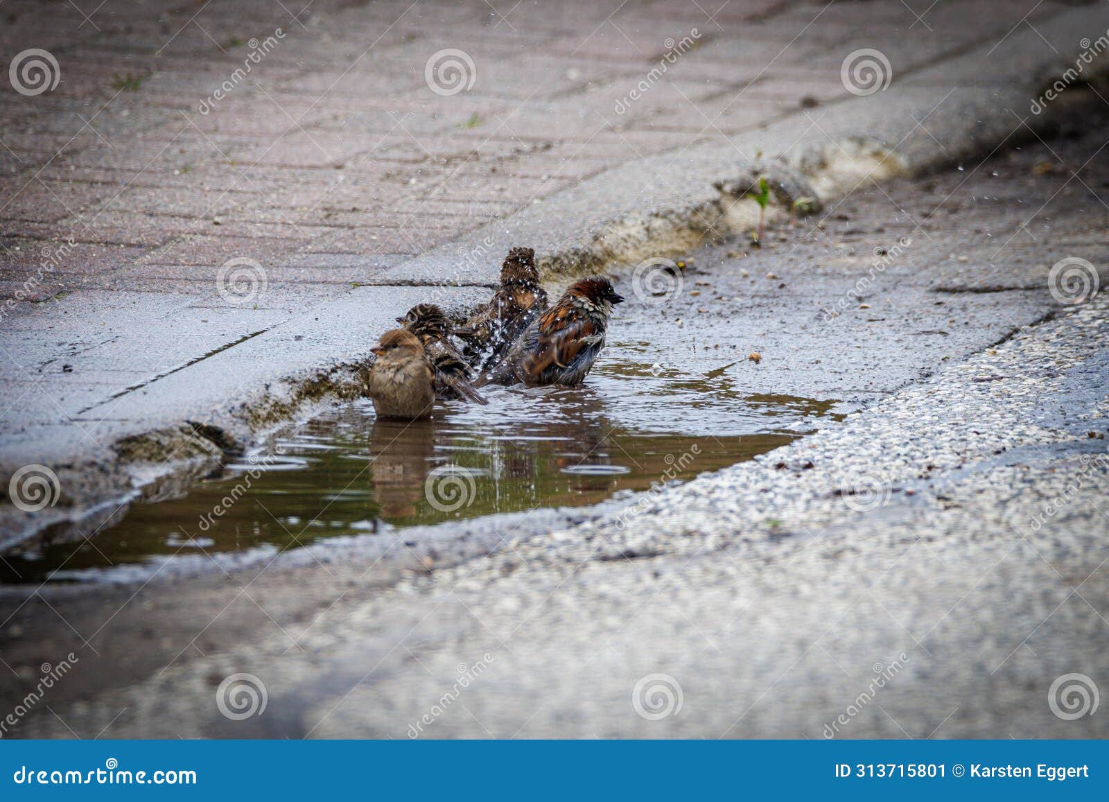A Group of Sparrows Takes a Bath in a Puddle Stock Image - Image of ...