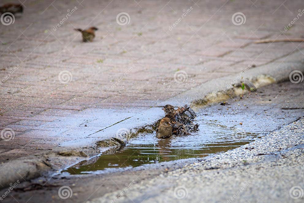 A Group of Sparrows Takes a Bath in a Puddle Stock Image - Image of ...