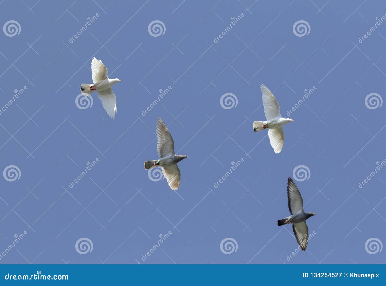 Group of Speed Racing Pigeon Flying Against Clear Blue Sky Stock Image ...