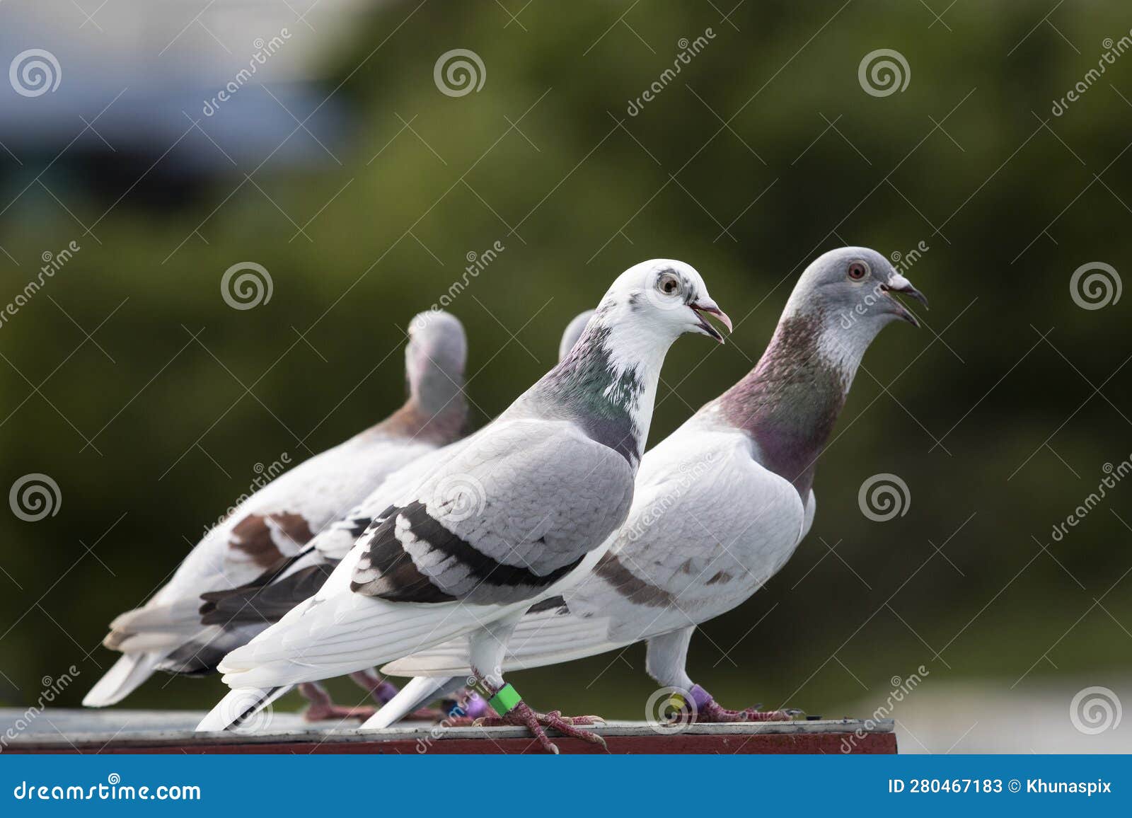 Group of Speed Racing Pigeon Standing on Loft Trap after Morning Flying ...