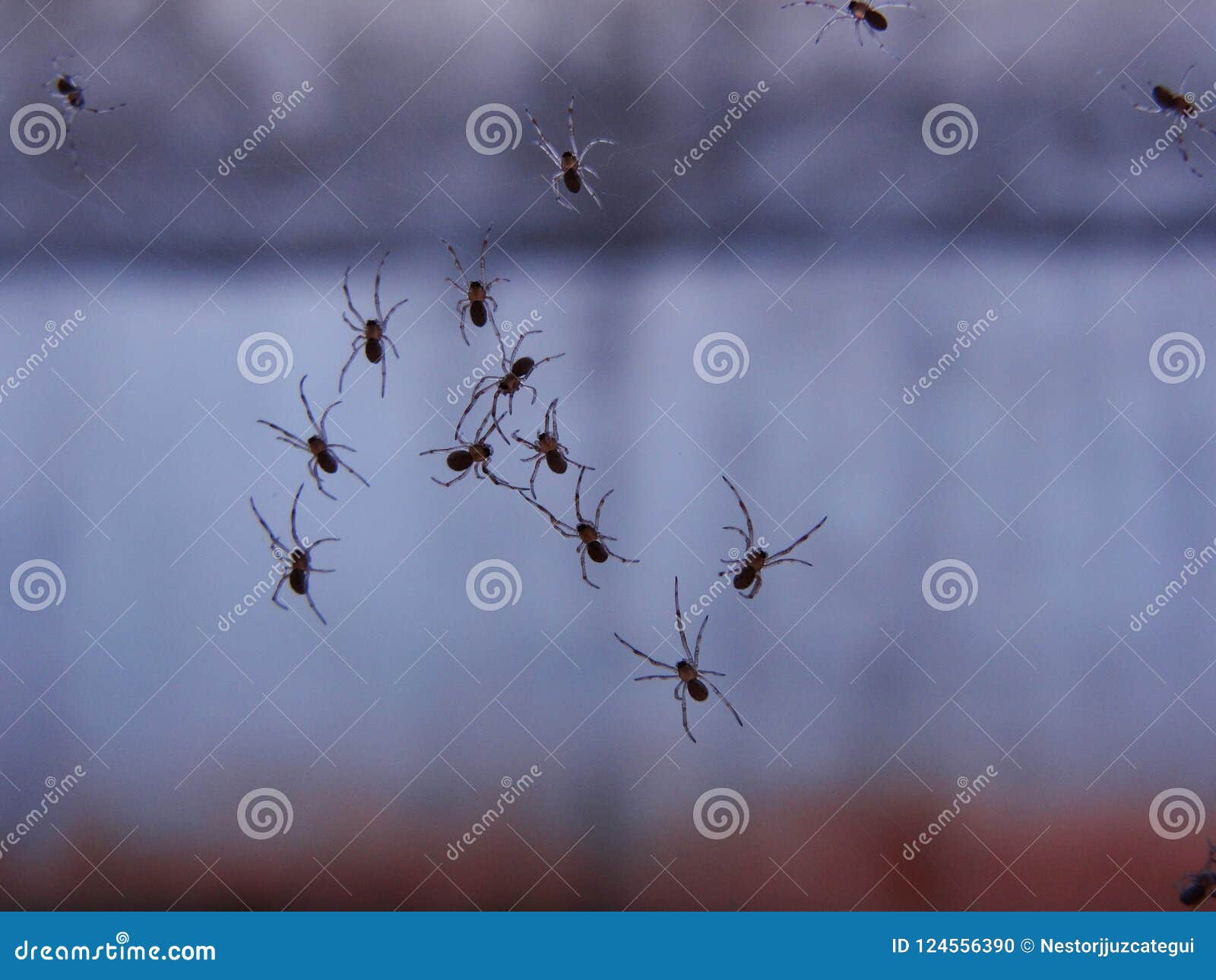 Group of spiders stock photo. Image of effect, group - 124556390