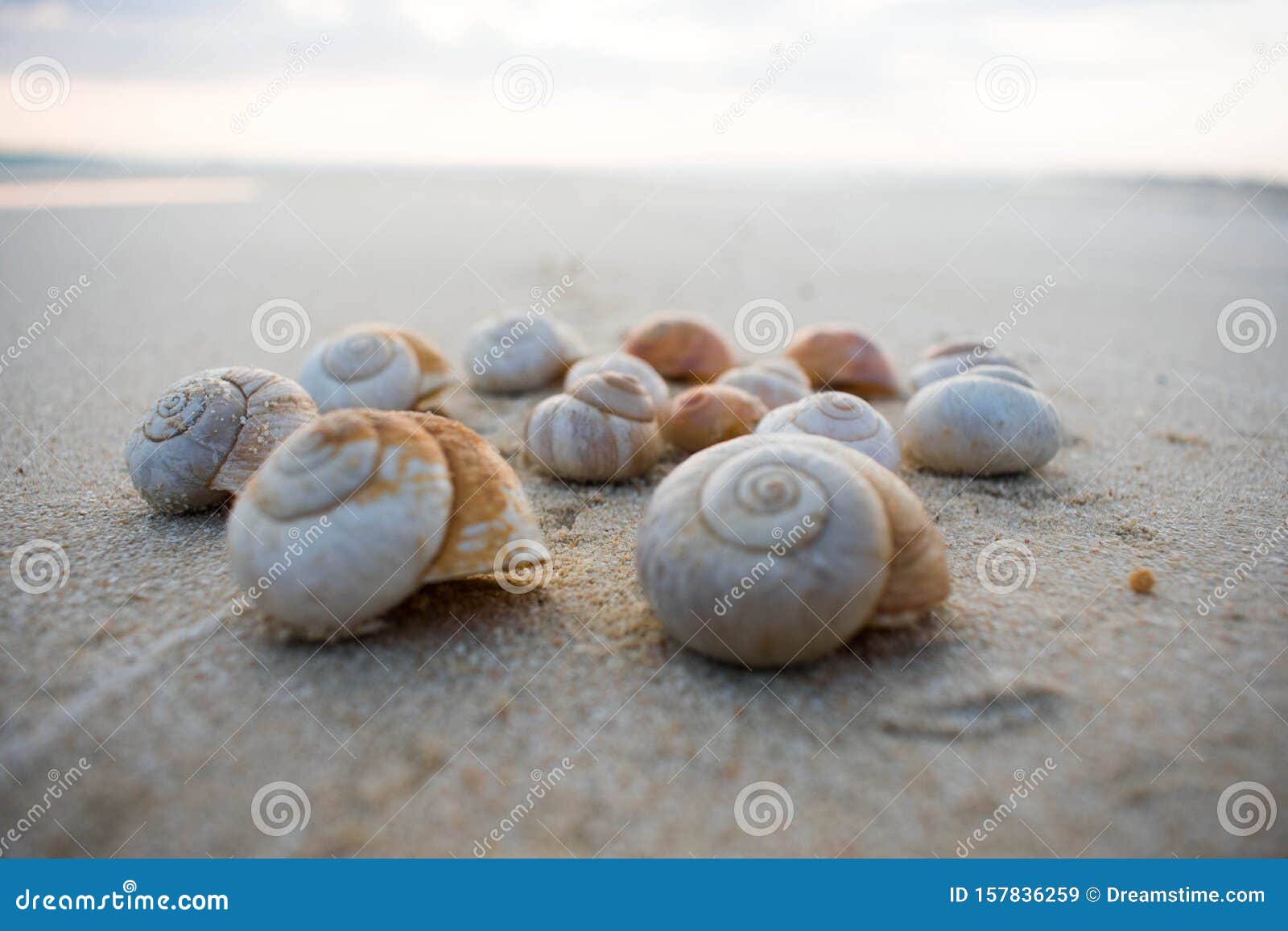 A Group of Spiral Sea Shells by the Shore in the Summer Stock Image ...