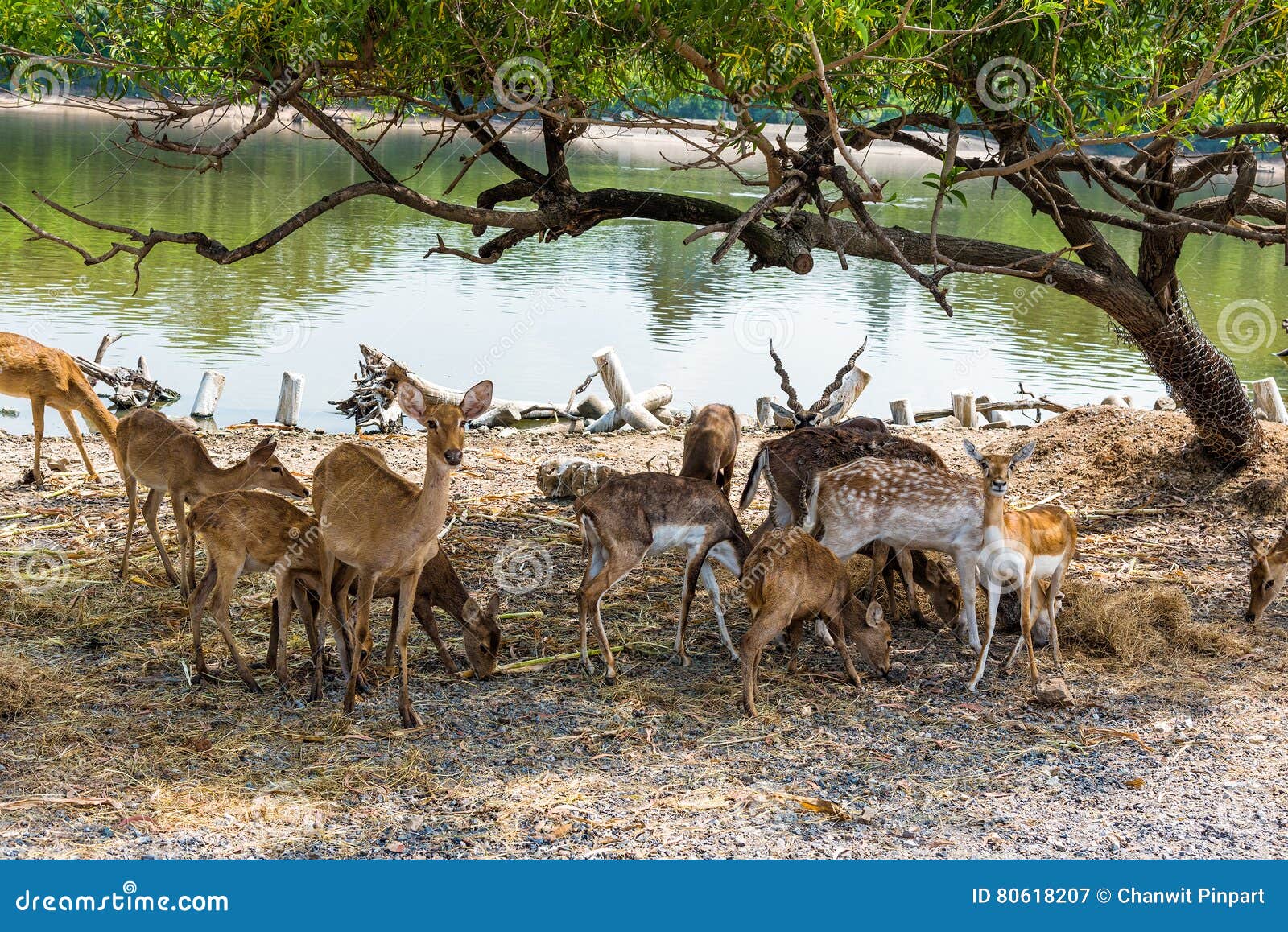 A Group of Spotted Deer Under the Tree Stock Image - Image of brown ...