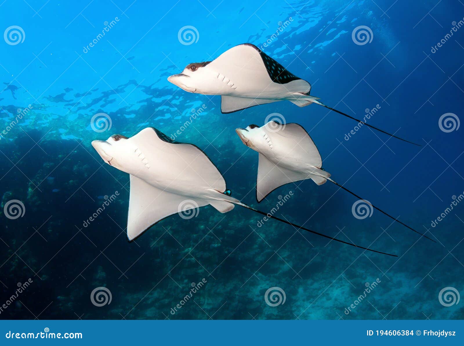 Group of Spotted Eagle Rays in Blue Sea Water. Stock Photo - Image of ...