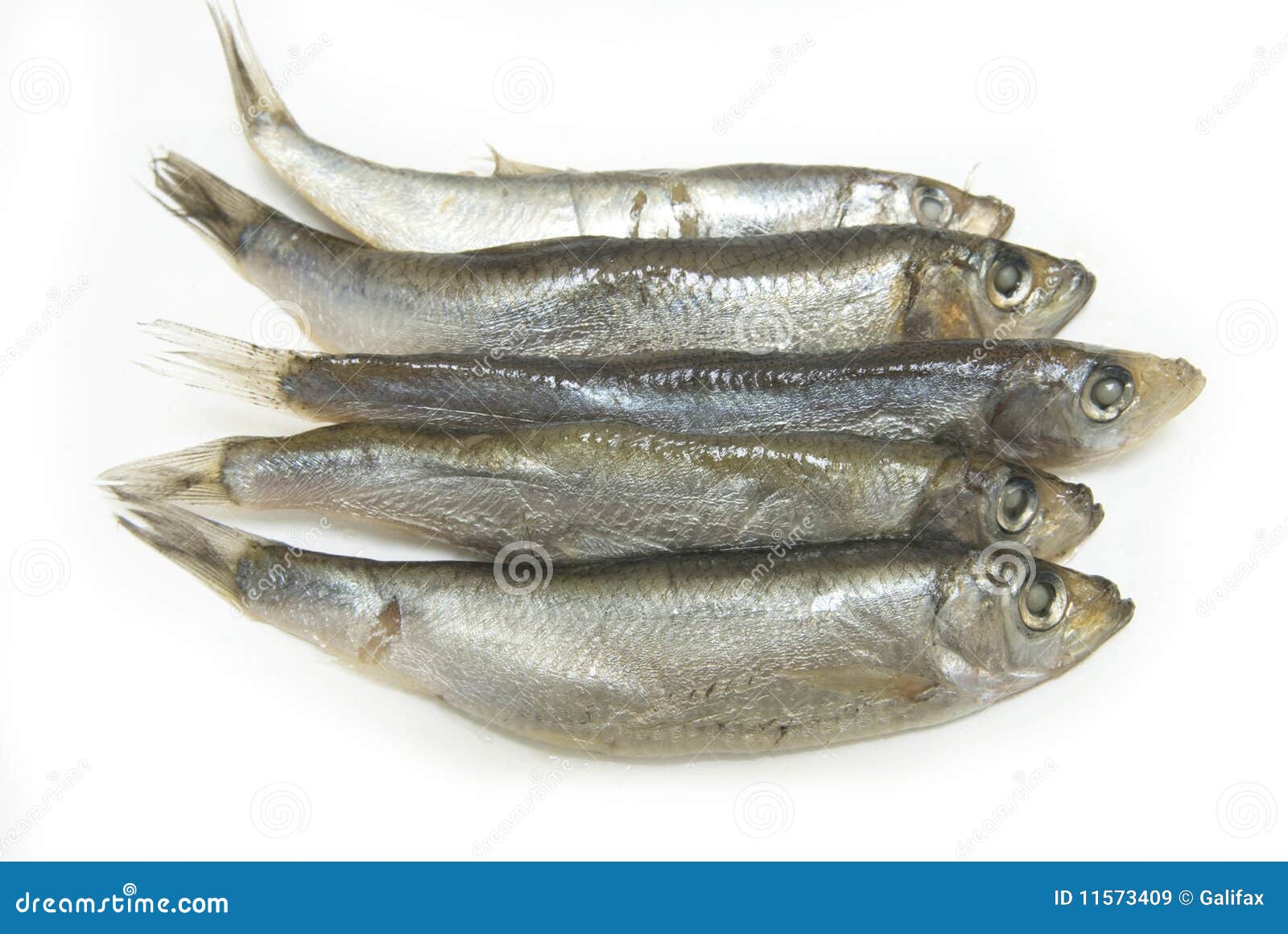 Group of Sprat fish stock image. Image of studio, sprats - 11573409