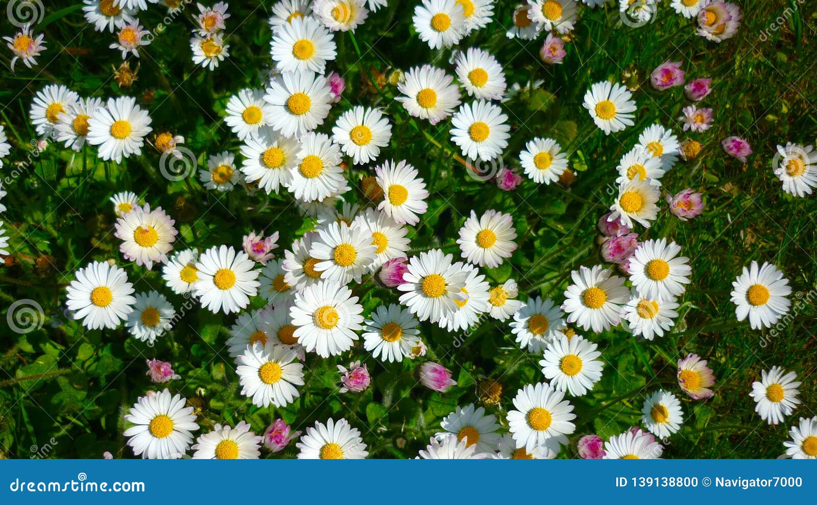 Daisies in spring stock photo. Image of flowers, nature - 139138800