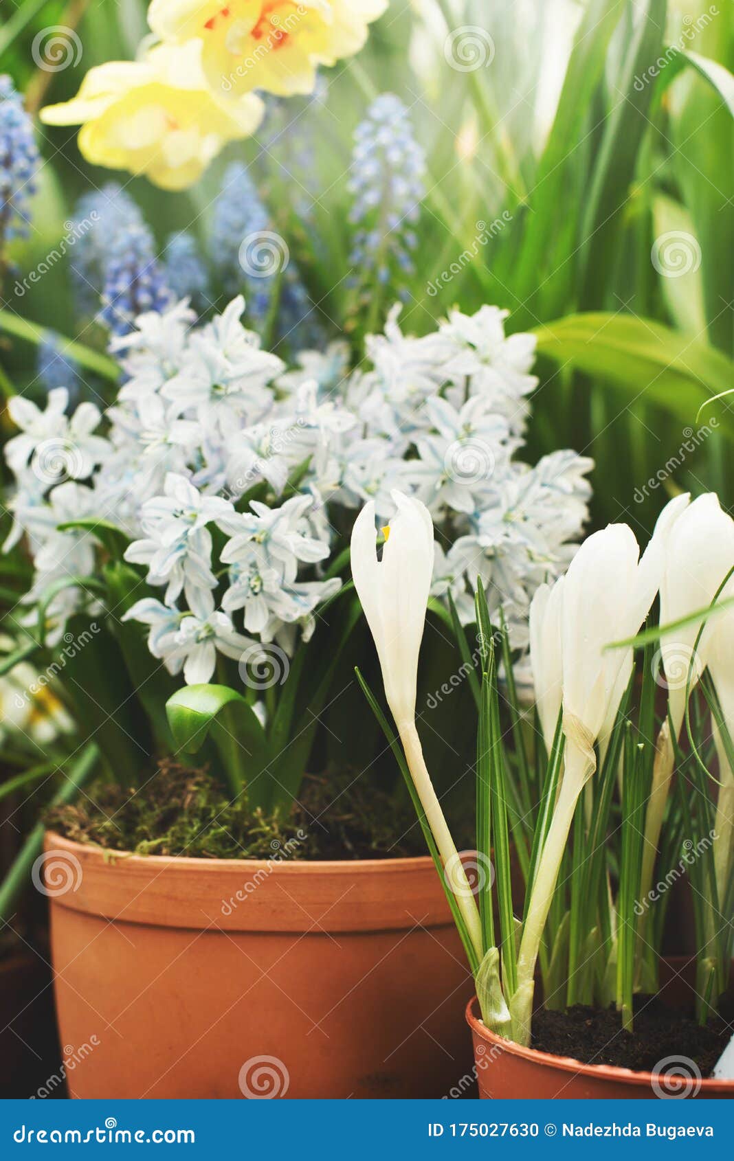 Group of Spring Flowers in a Pots Stock Photo - Image of green, crocus ...