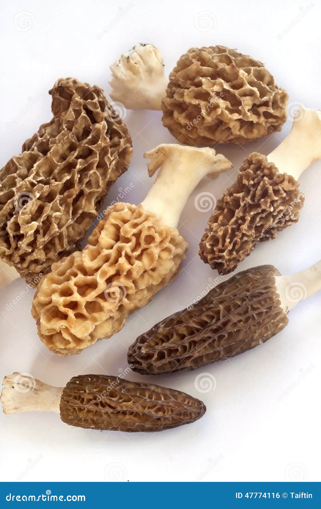 Group of Spring Morel Mushrooms Stock Photo - Image of flora, gourmet ...