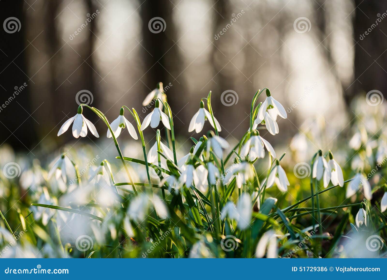 Group of Spring Snowdrops Flowering in the Woods Stock Photo - Image of ...