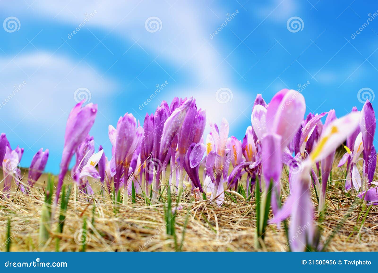 Group of Spring Wild Flowers Stock Photo - Image of life, beginnings ...