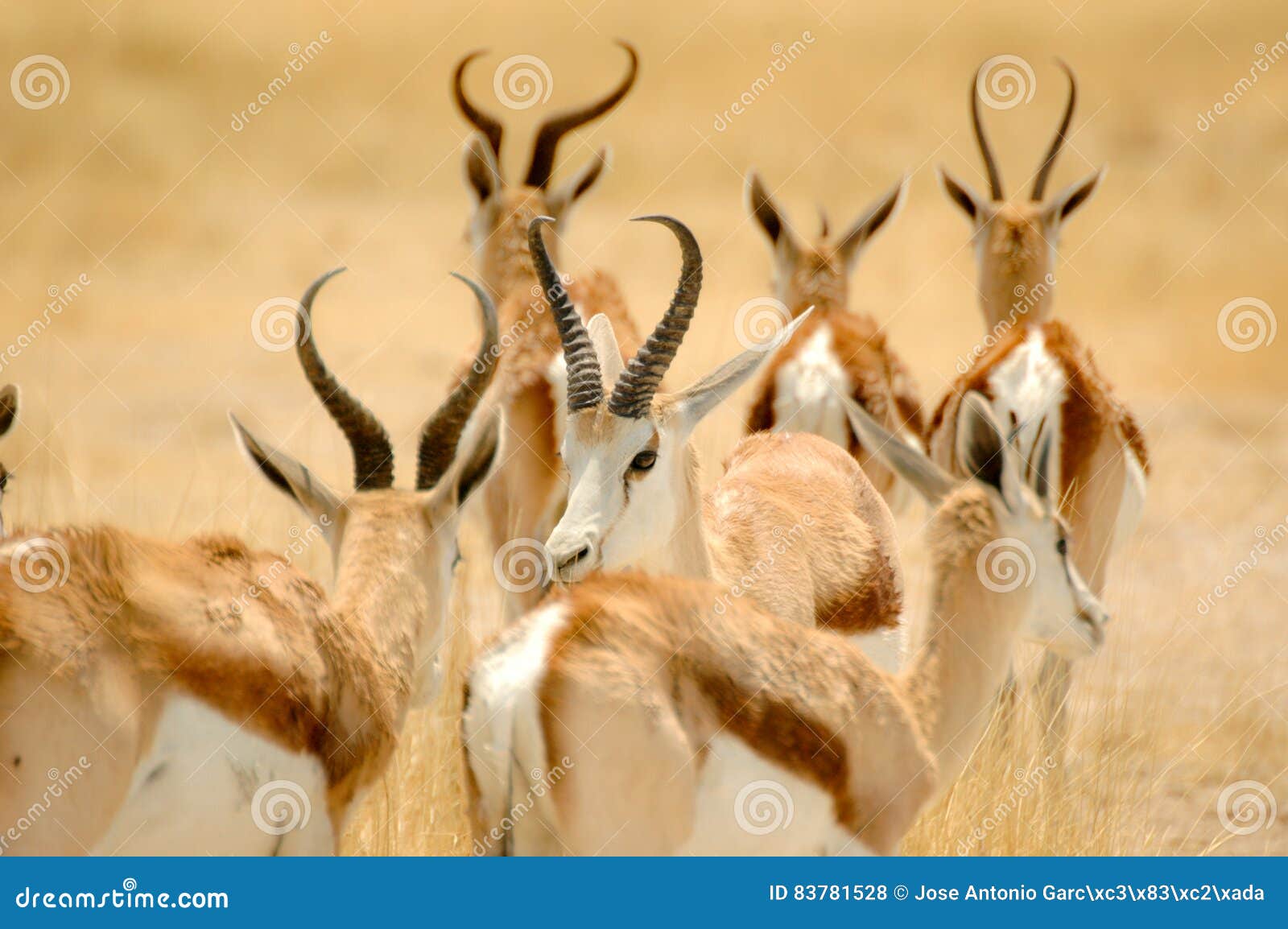 Group of Springbok with Brown Color Stock Photo - Image of deer, brown ...