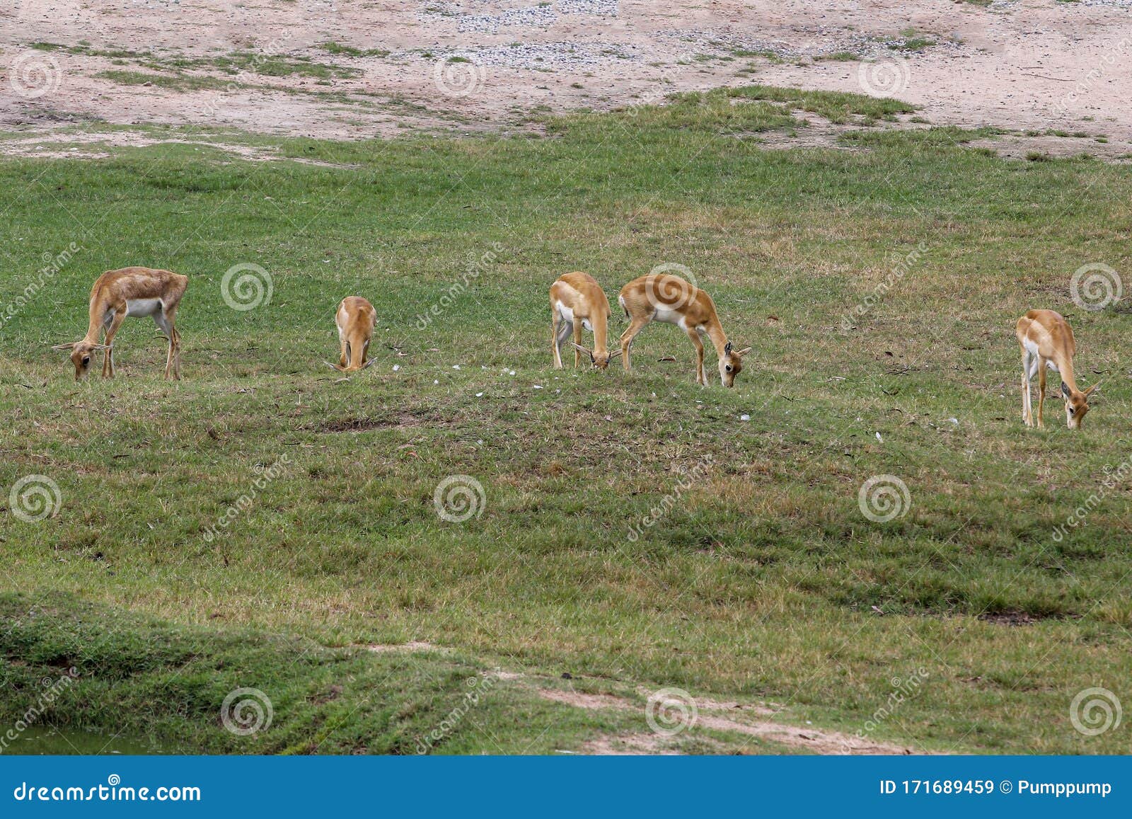 The Group Springbok Eatting Grass in the Sawanna Garden Stock Image ...