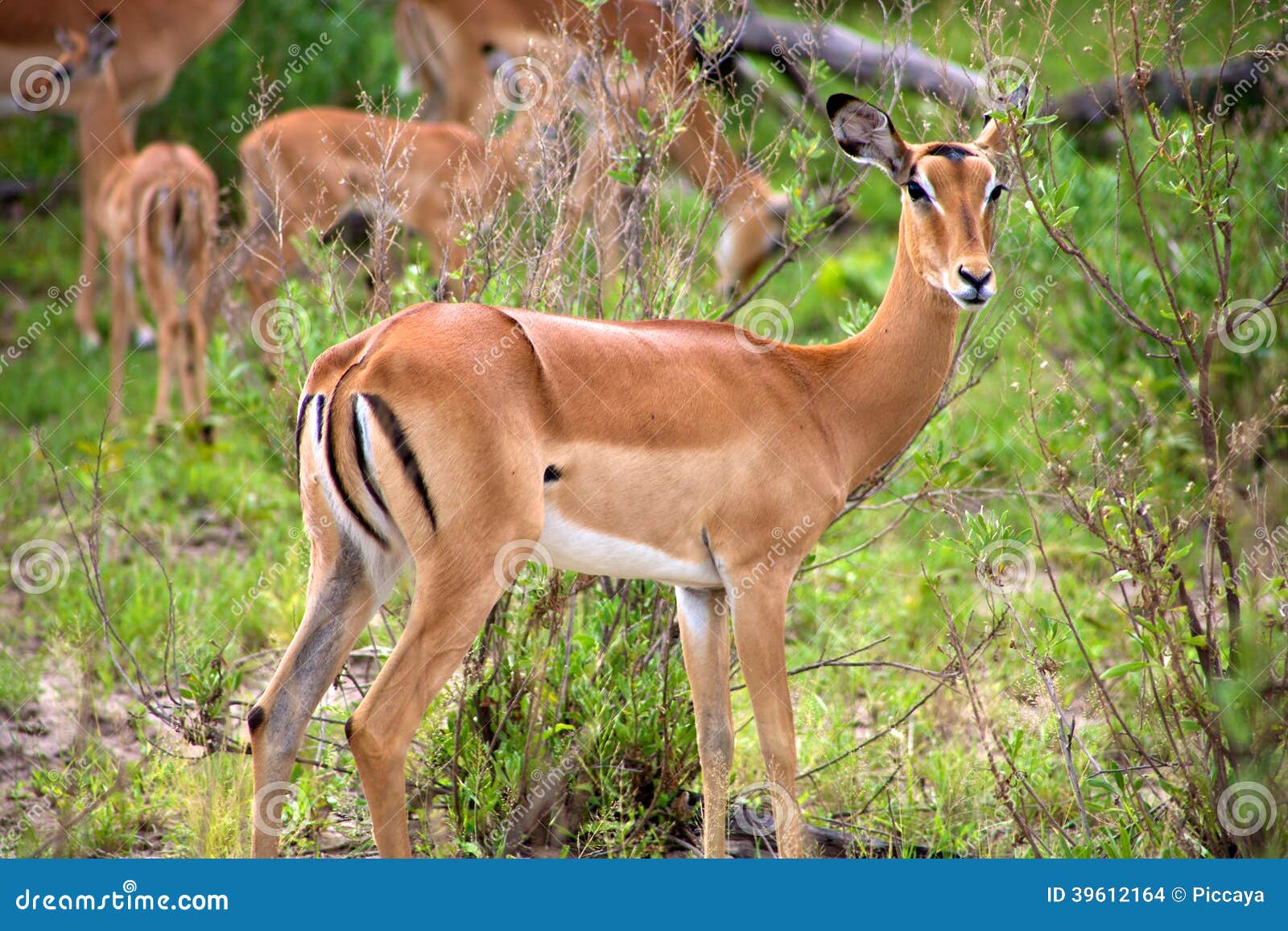 Group of Springboks stock photo. Image of safari, conservation - 39612164