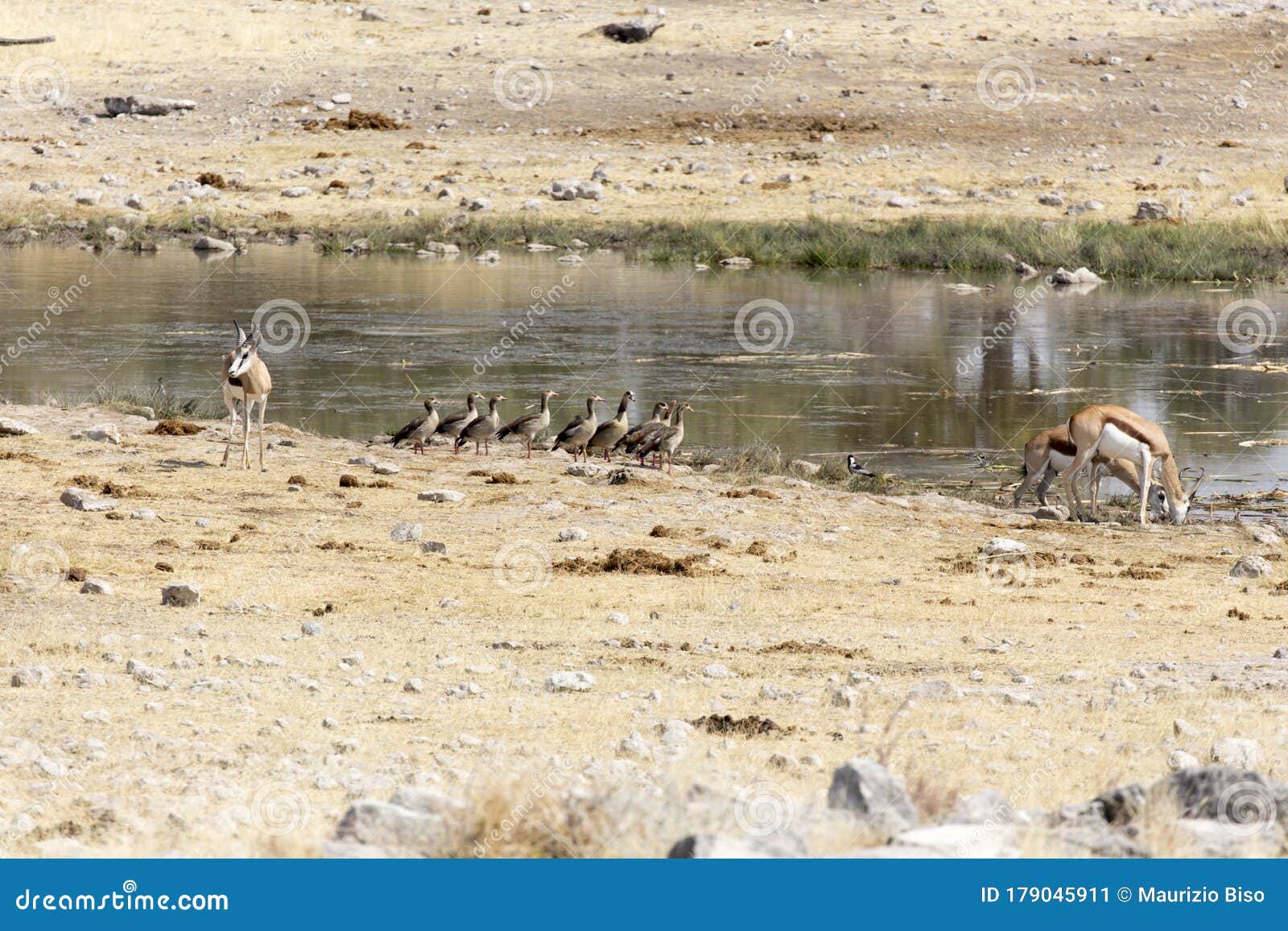 A Group of Springboks in Namibia Stock Image - Image of african ...