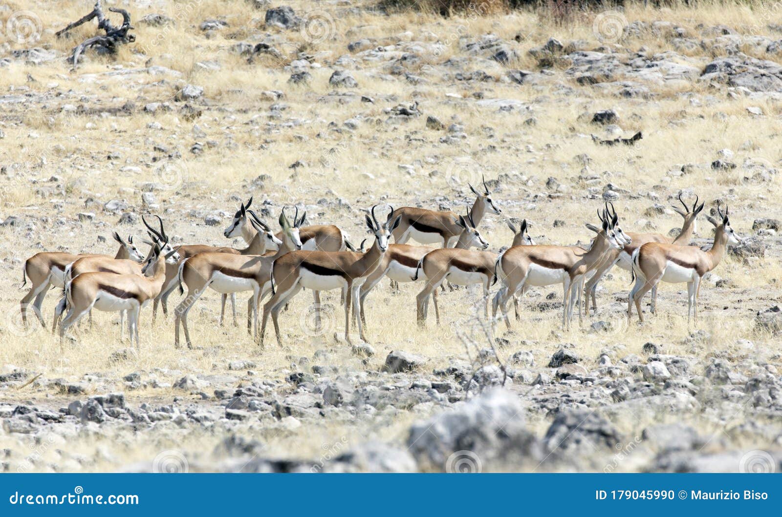 A group of springboks stock photo. Image of safari, game - 179045990