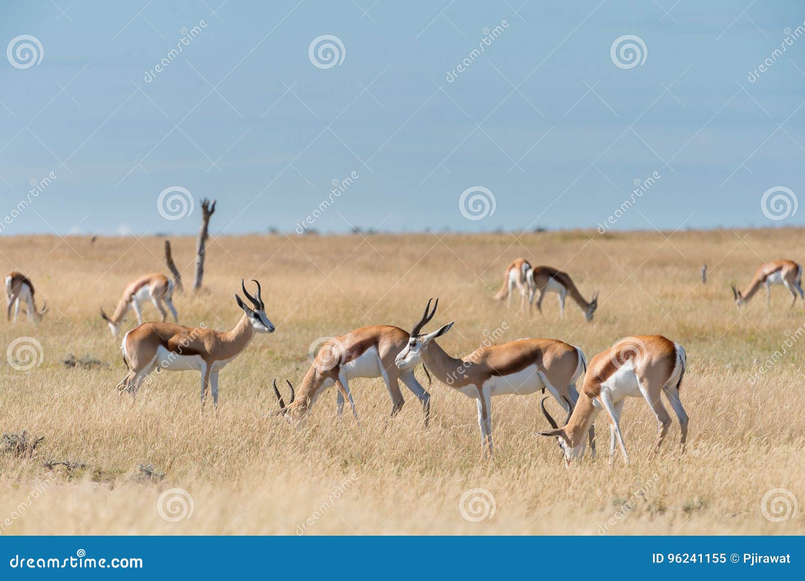 A group of Springboks stock image. Image of wildlife - 96241155